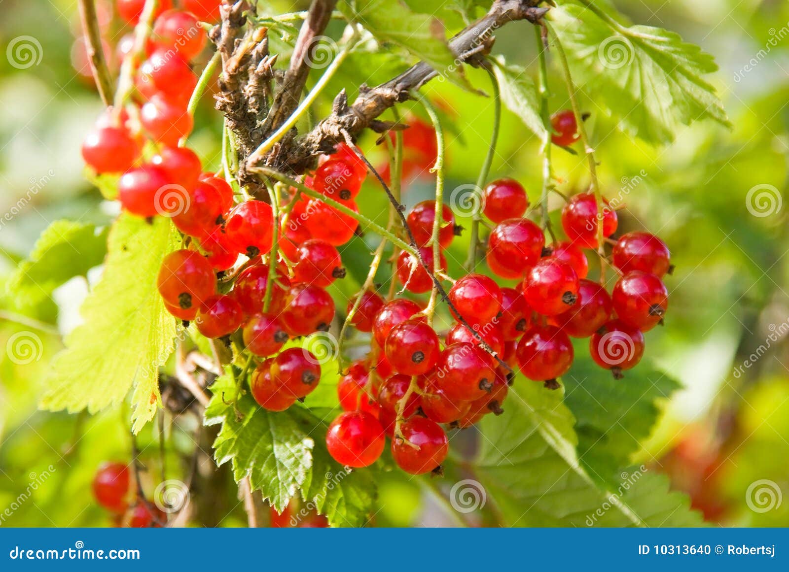 Red currants on branch stock photo. Image of beauty, autumn - 10313640
