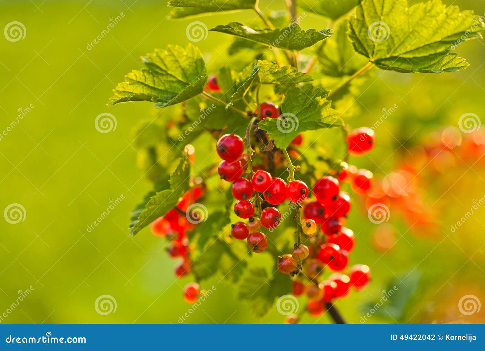Red currants stock photo. Image of group, macro, growth - 49422042