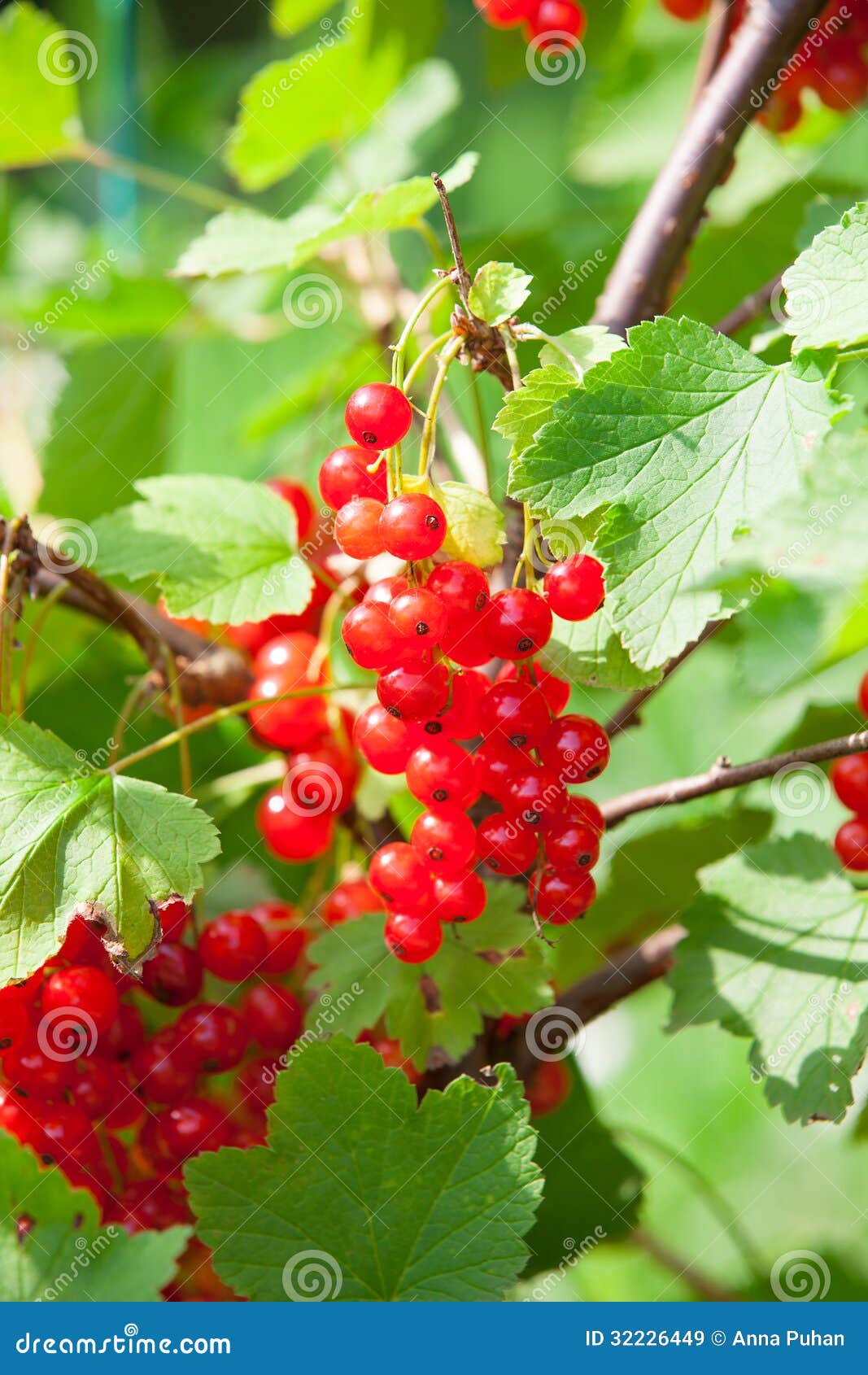 Red currants stock image. Image of season, foliage, leaf - 32226449