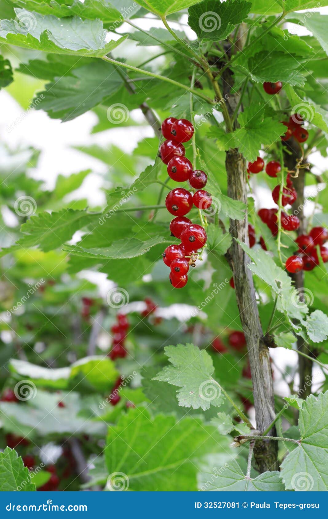 Red currants on bush stock image. Image of juicy, bush - 32527081