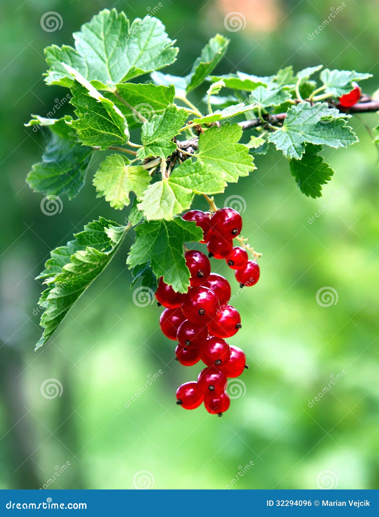 Red currants stock photo. Image of currant, dessert, healthful - 32294096