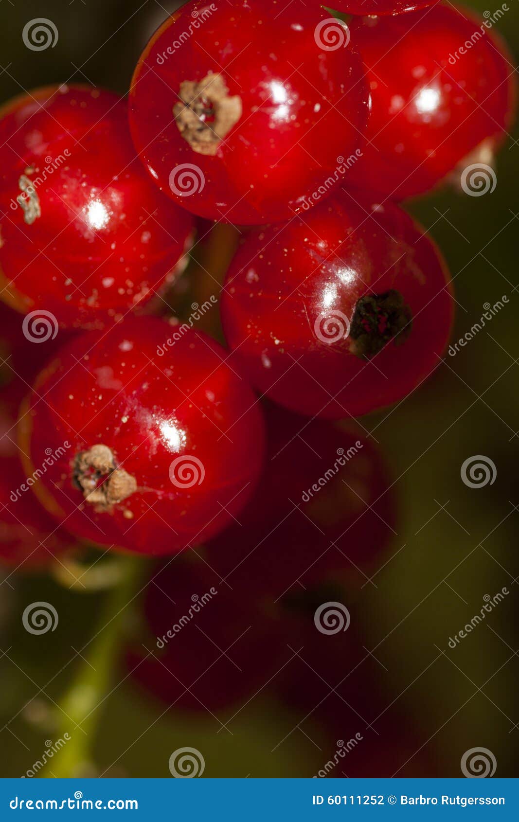 Red currants stock photo. Image of garden, jelly, berries - 60111252