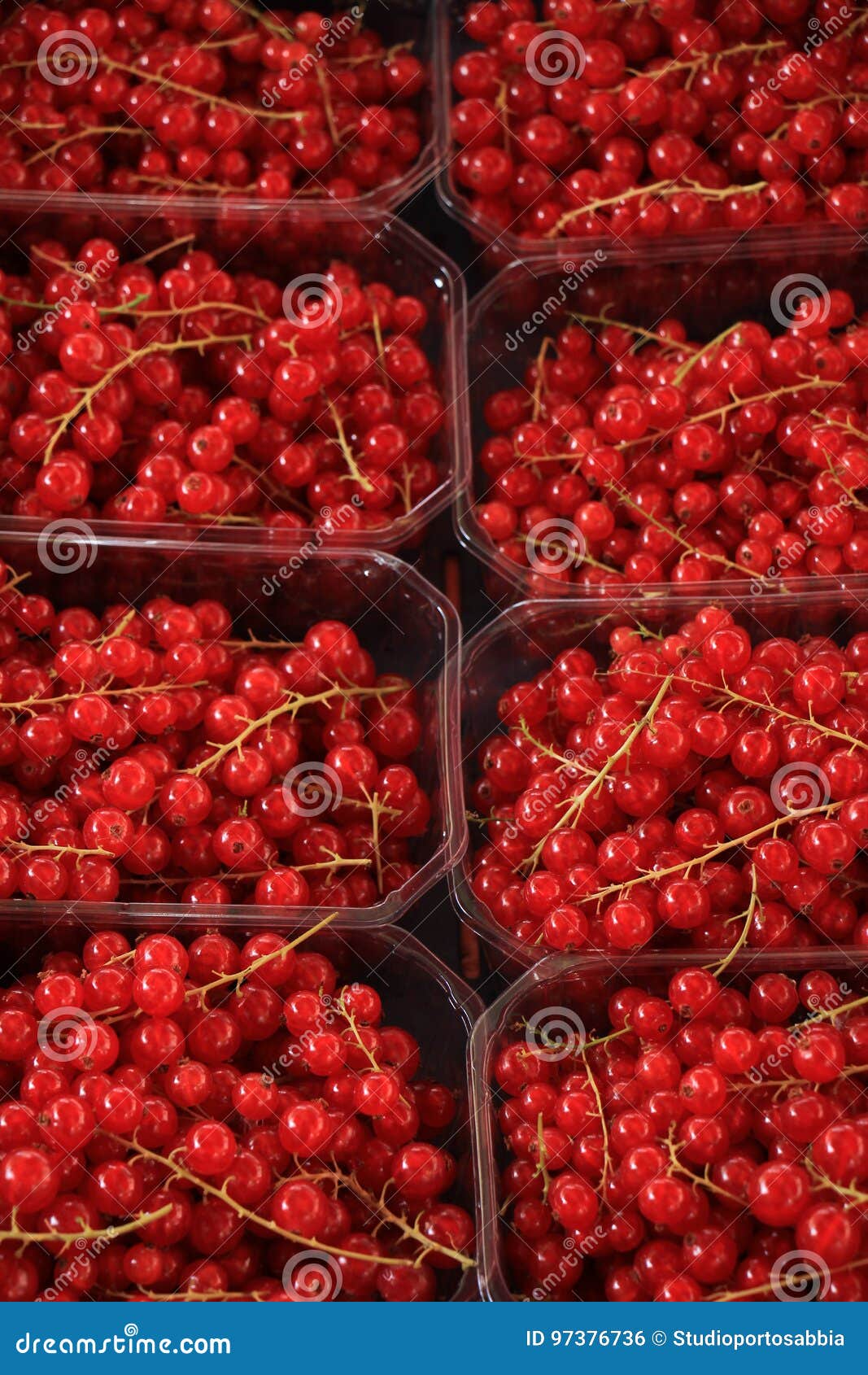 Red currants on display stock photo. Image of sale, cardboard - 97376736