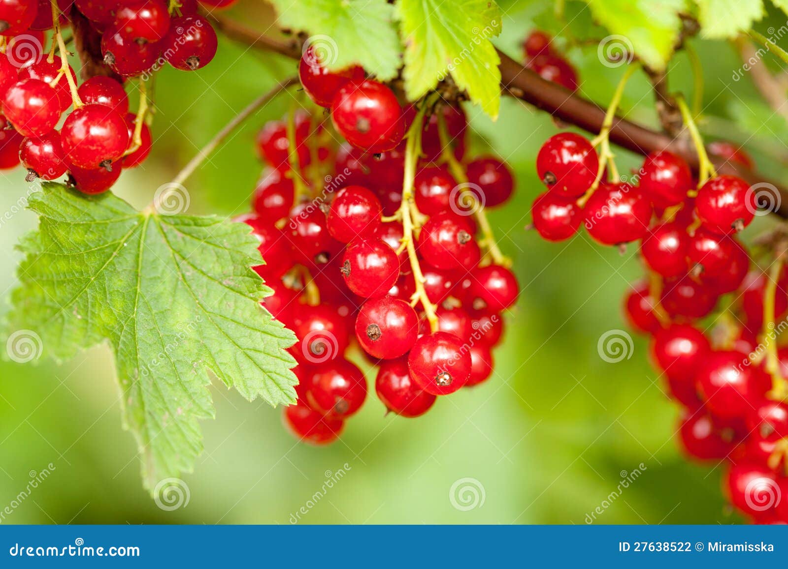 Red currants in the garden stock photo. Image of freshness - 27638522