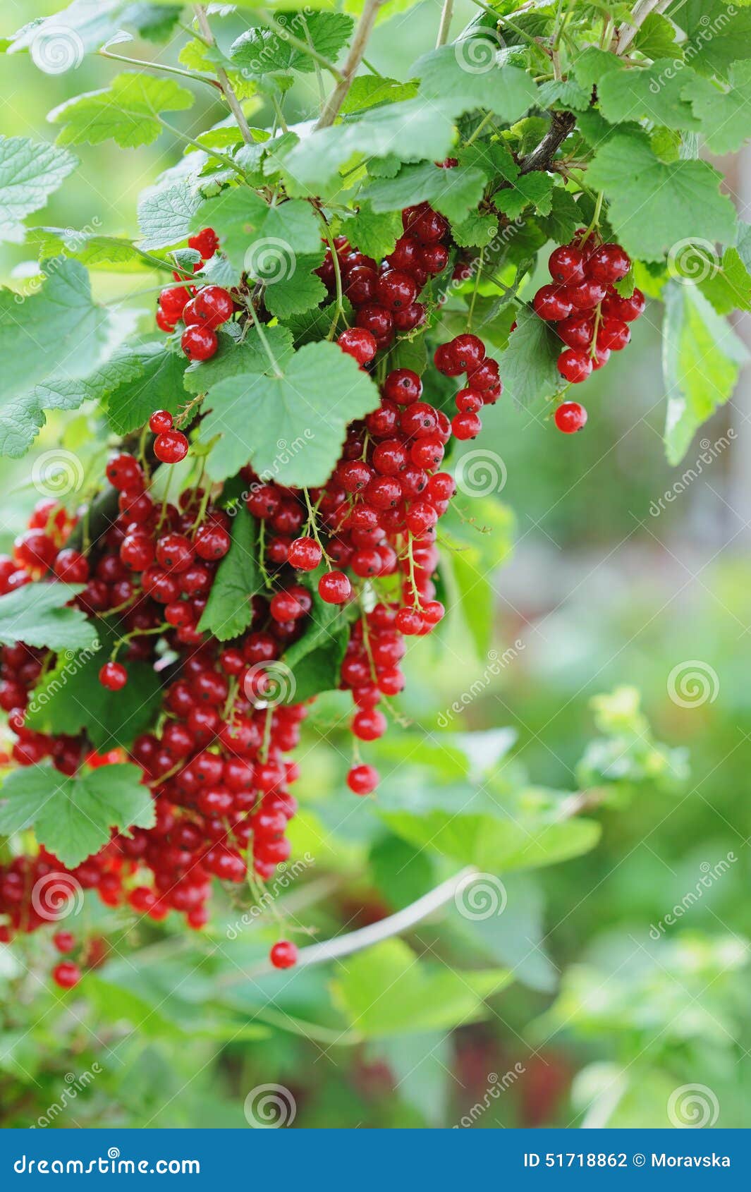 Red currants stock photo. Image of food, delicious, eating - 51718862