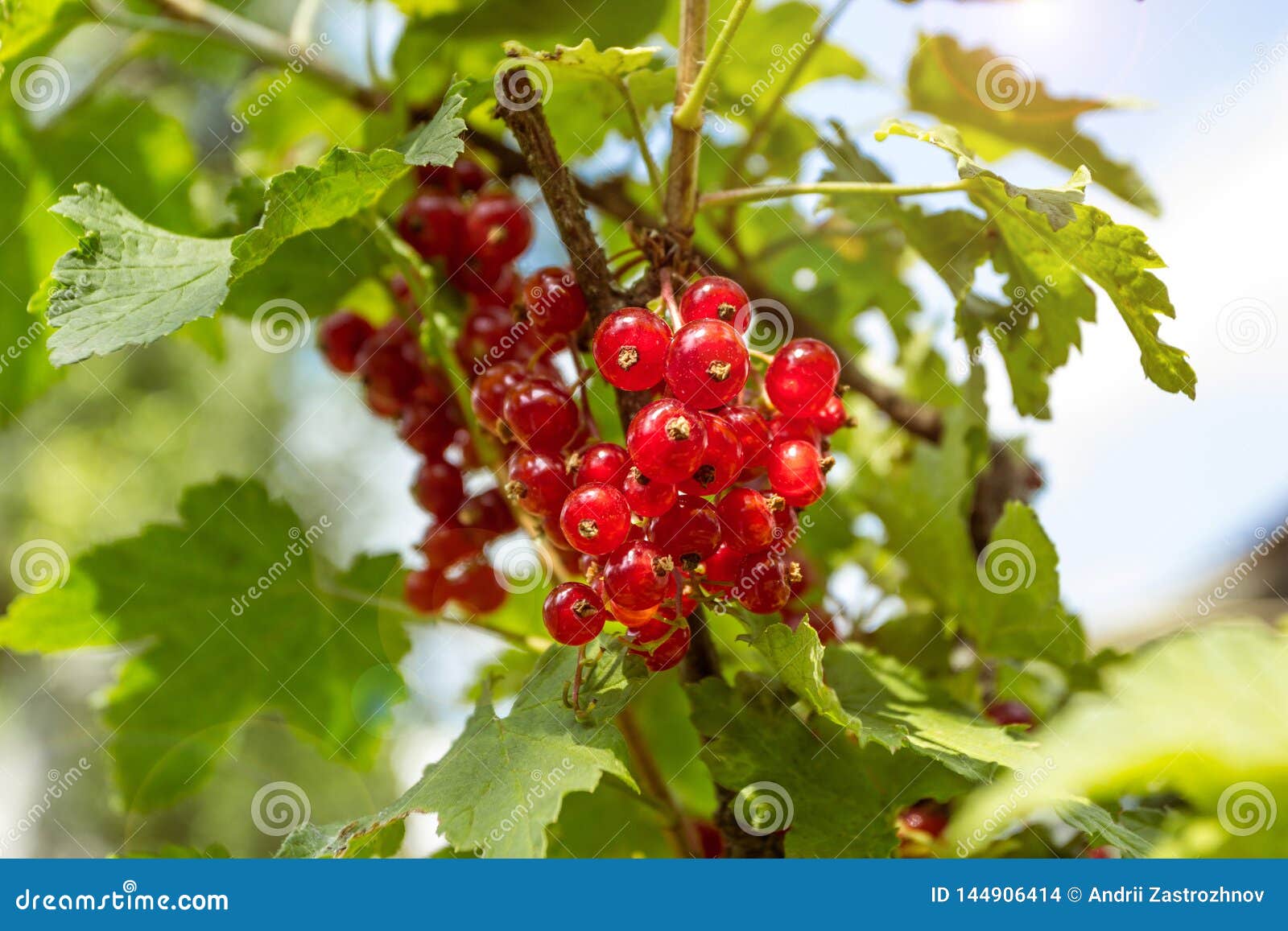 Red Currants in the Garden, Close-up Stock Photo - Image of natural ...