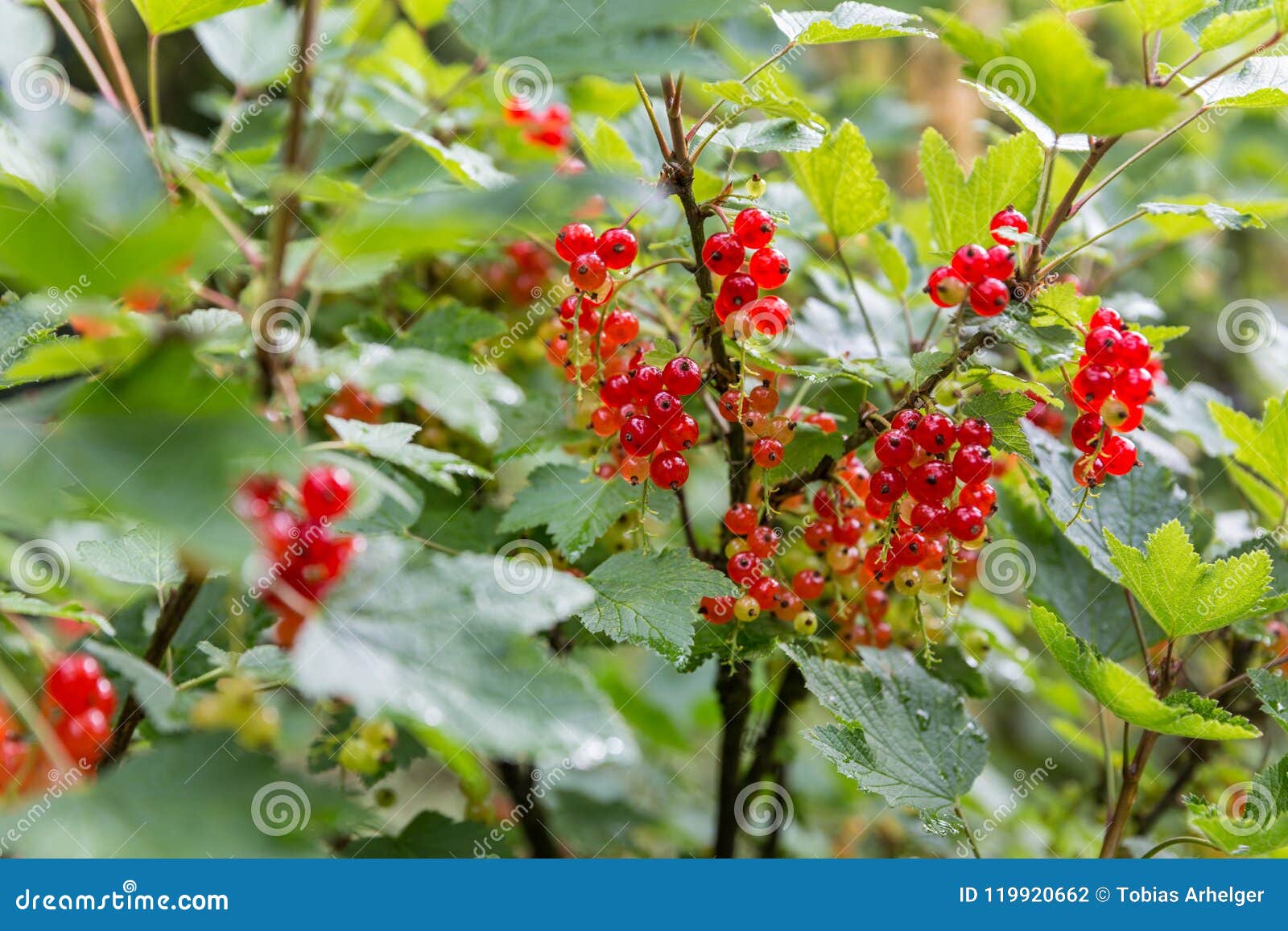Red currants in the garden stock photo. Image of currants - 119920662