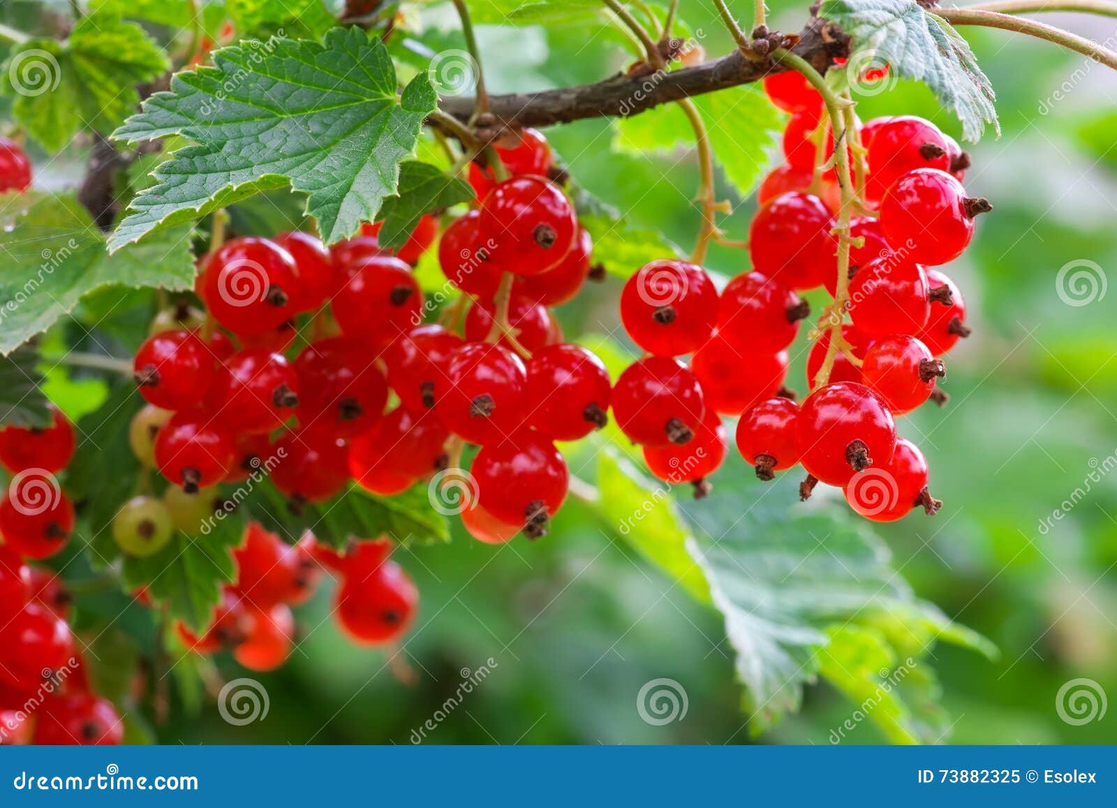 Red Currants Growing in the Garden Stock Image - Image of beautiful ...