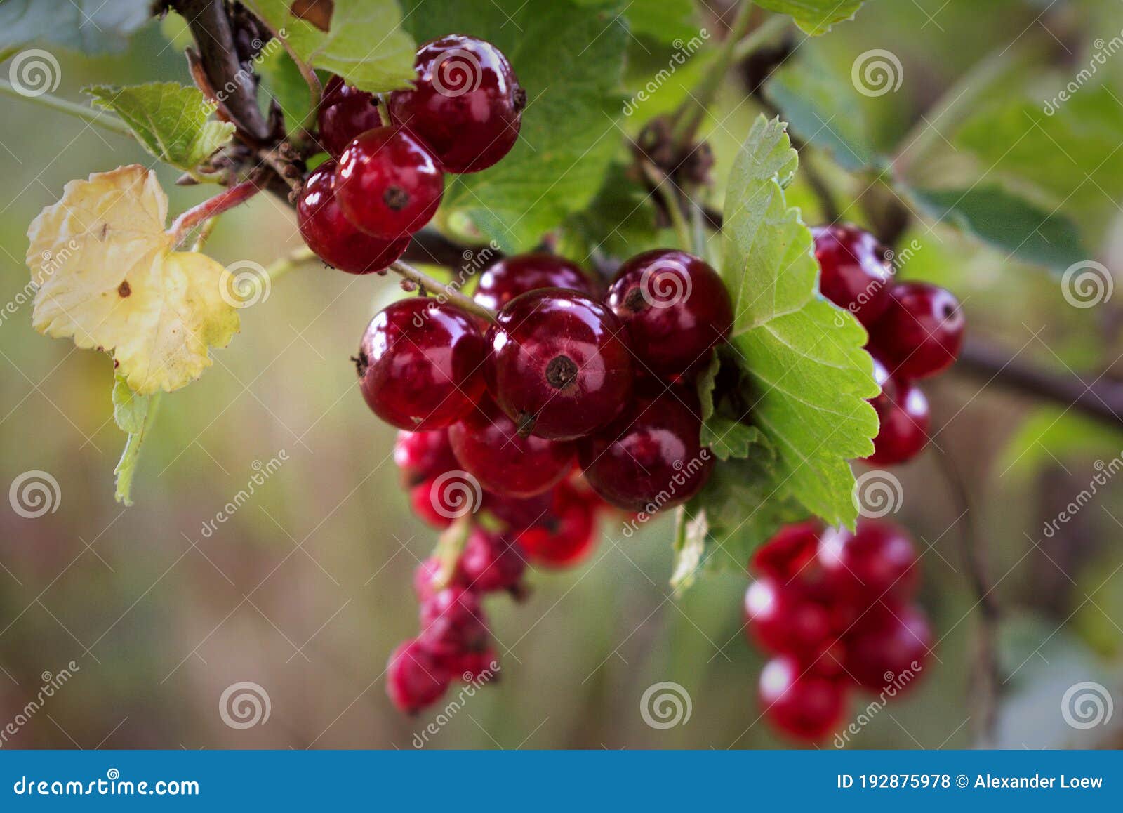 Red Currants Growing in Summer Stock Photo - Image of close ...