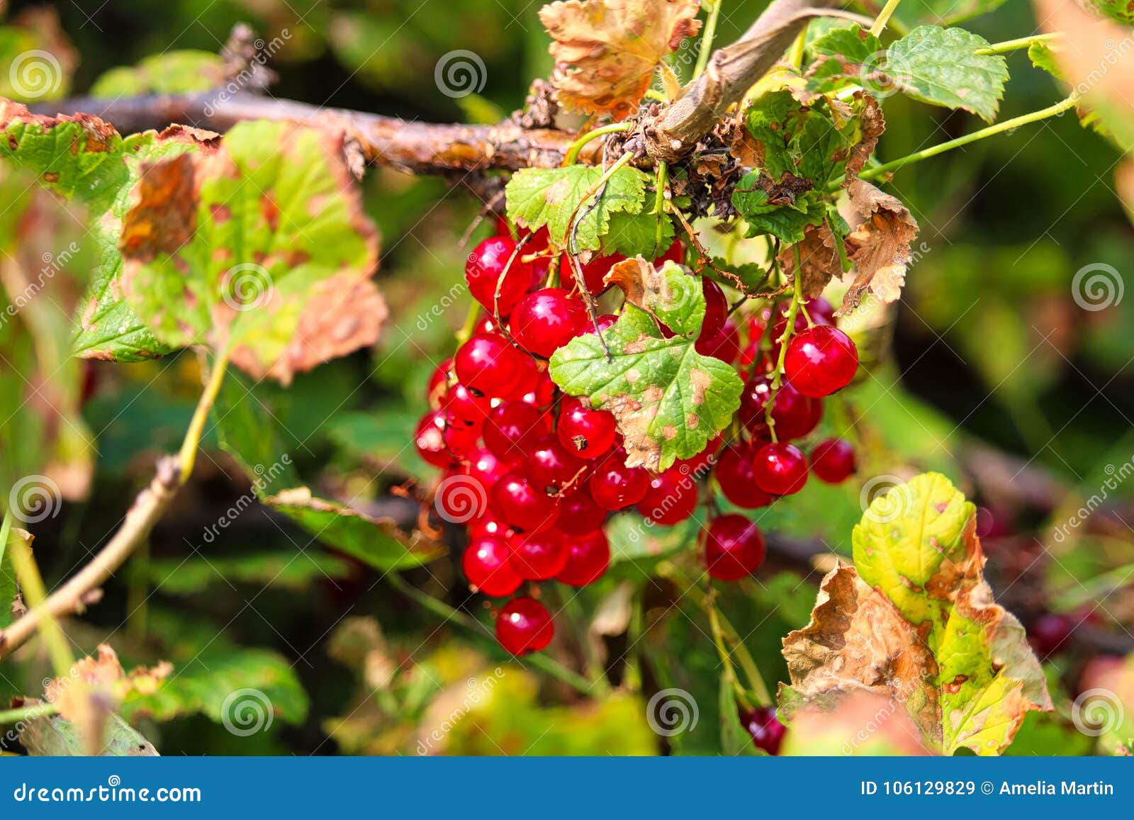 Red Currants Hanging on a Branch in Fall Stock Image - Image of shrub ...