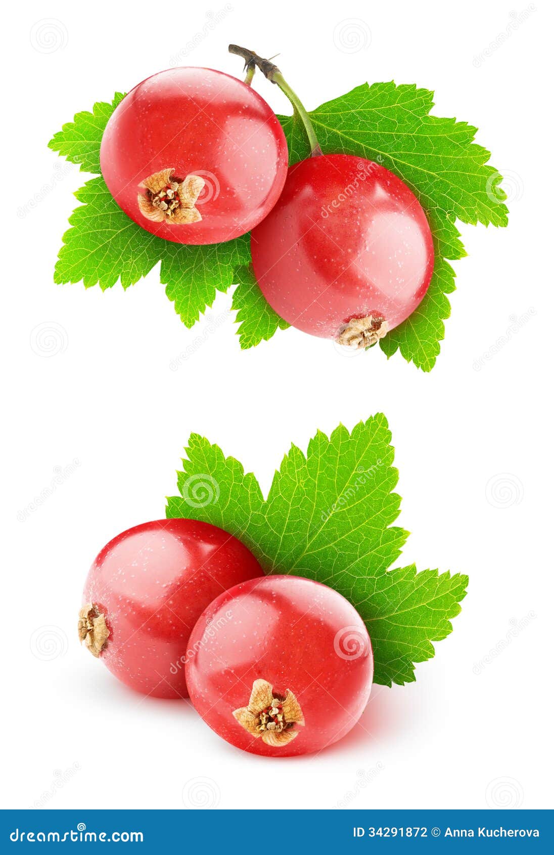 Red currants stock photo. Image of branch, isolated, fruit - 34291872