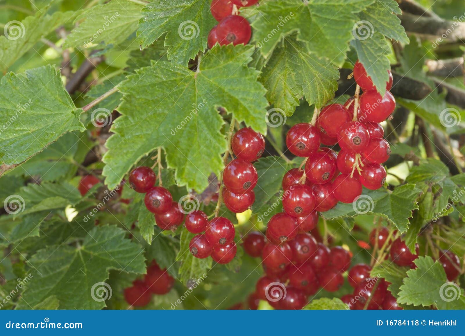 Red Currants (Ribes Rubrum) Stock Photo - Image of plant, outdoors ...