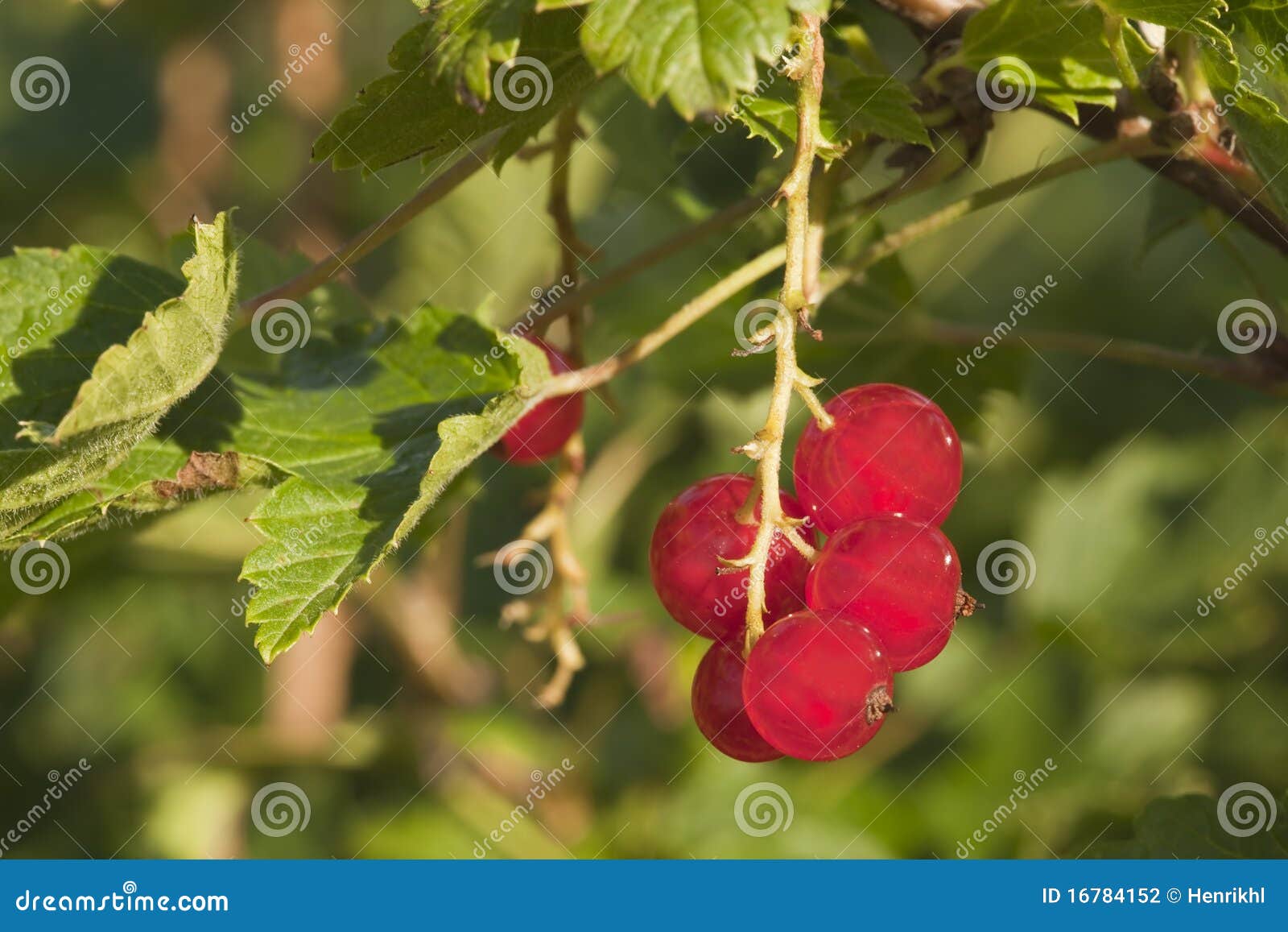Red Currants (Ribes Rubrum) Stock Photo - Image of hanging, healthy ...
