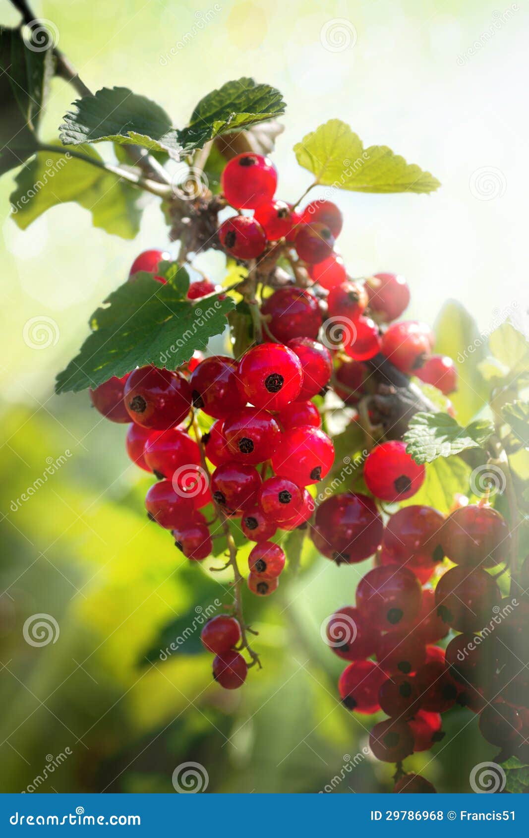 Red currant stock photo. Image of bush, lifestyle, sweet - 29786968