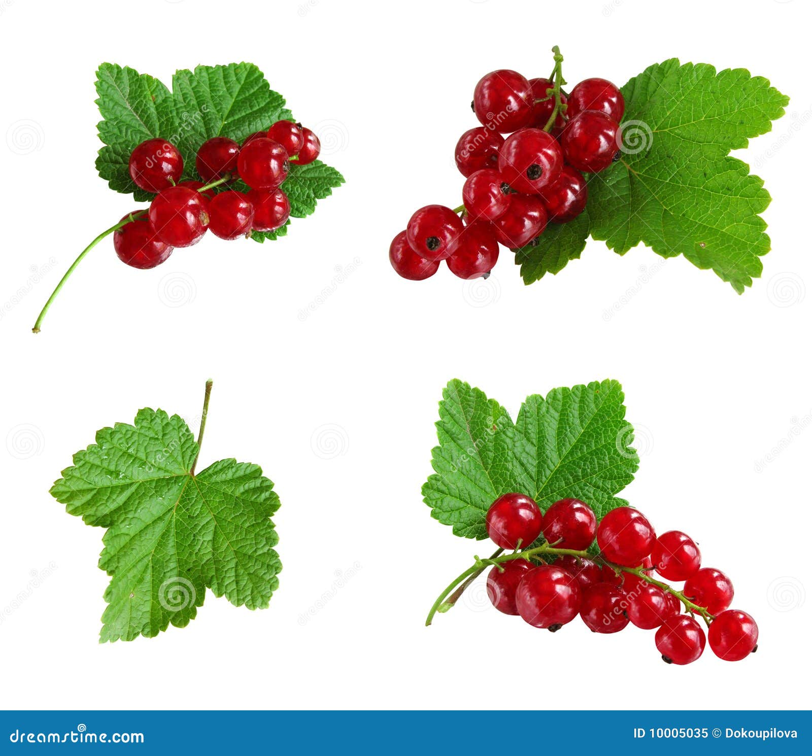 Red current stock illustration. Illustration of sweet - 10005035