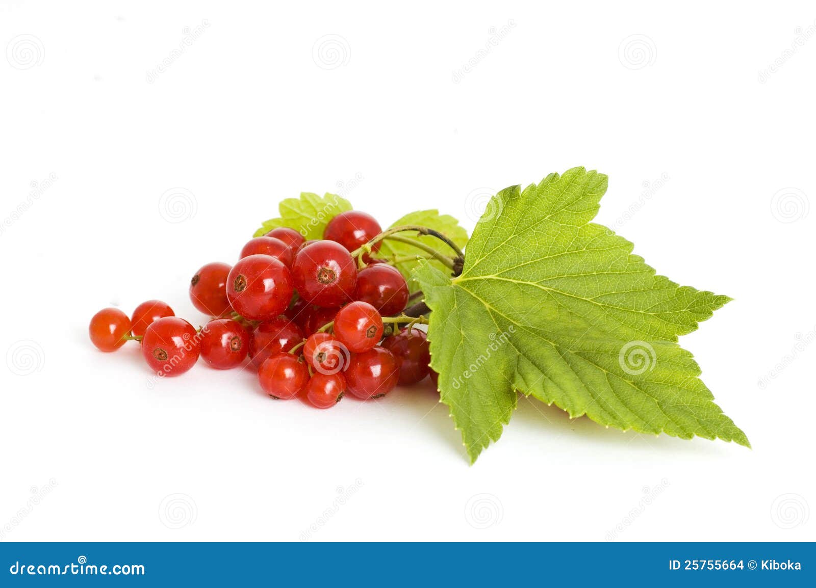 Red current stock photo. Image of green, healthy, summer - 25755664