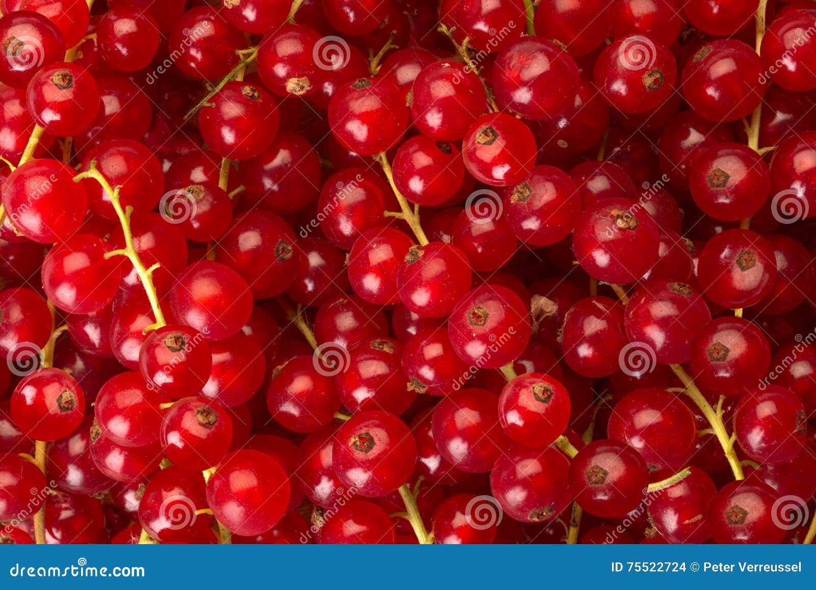 Red current stock photo. Image of filled, berry, background - 75522724