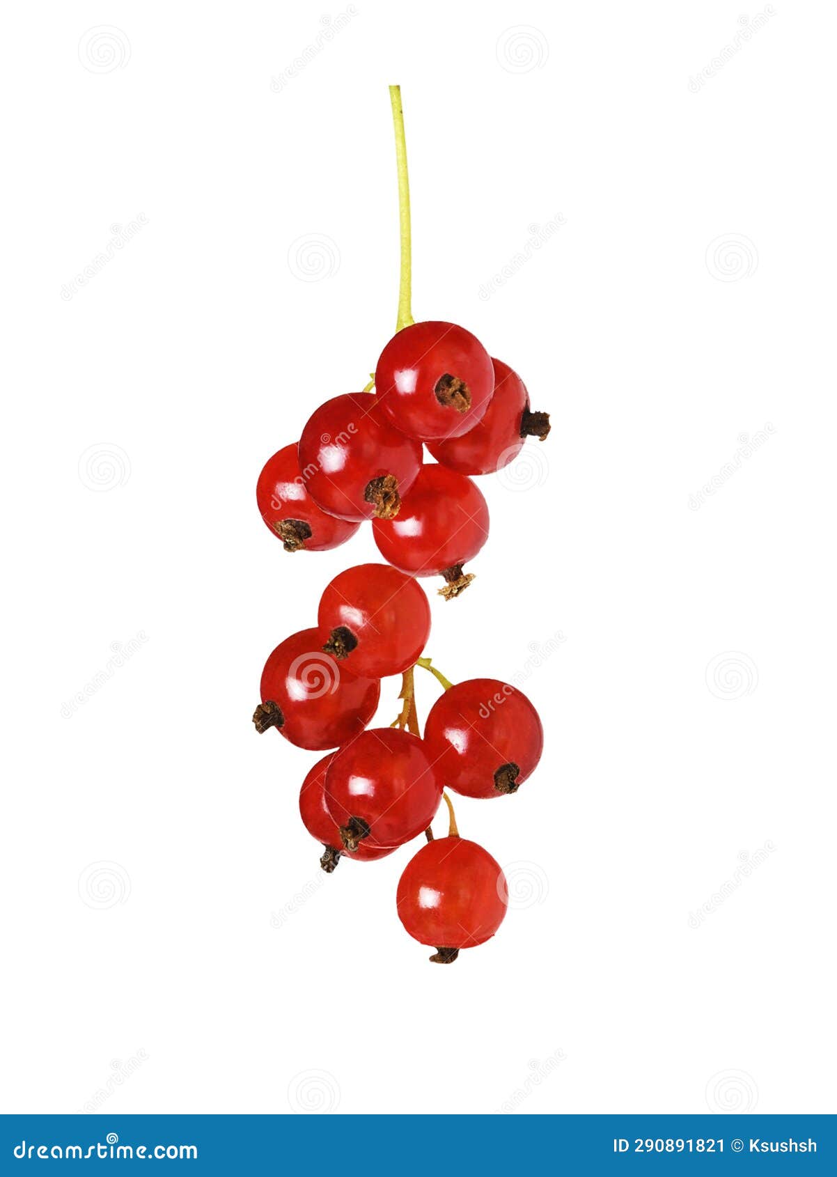 Red Current Berries Isolated Stock Image - Image of clip, flora: 290891821