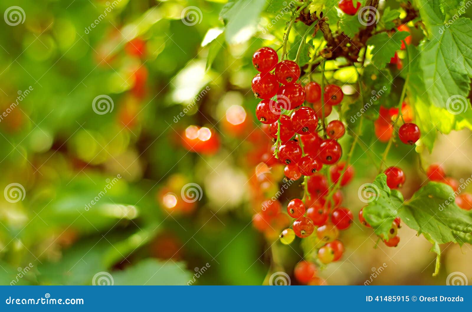 Red current stock image. Image of healthy, agricultural - 41485915