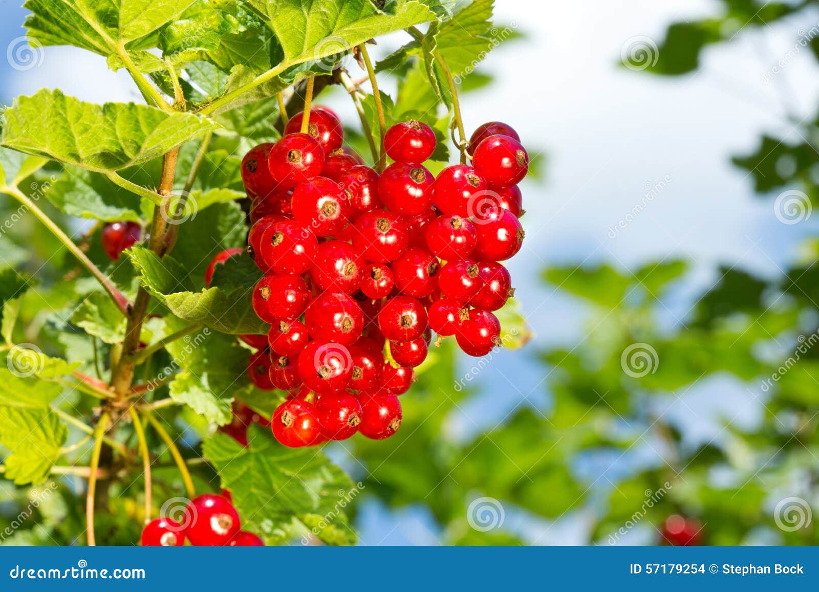 Red current on bush stock photo. Image of growth, grow - 57179254