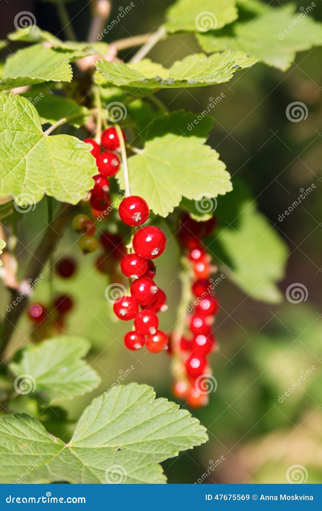 Red current stock image. Image of current, agricultural - 47675569
