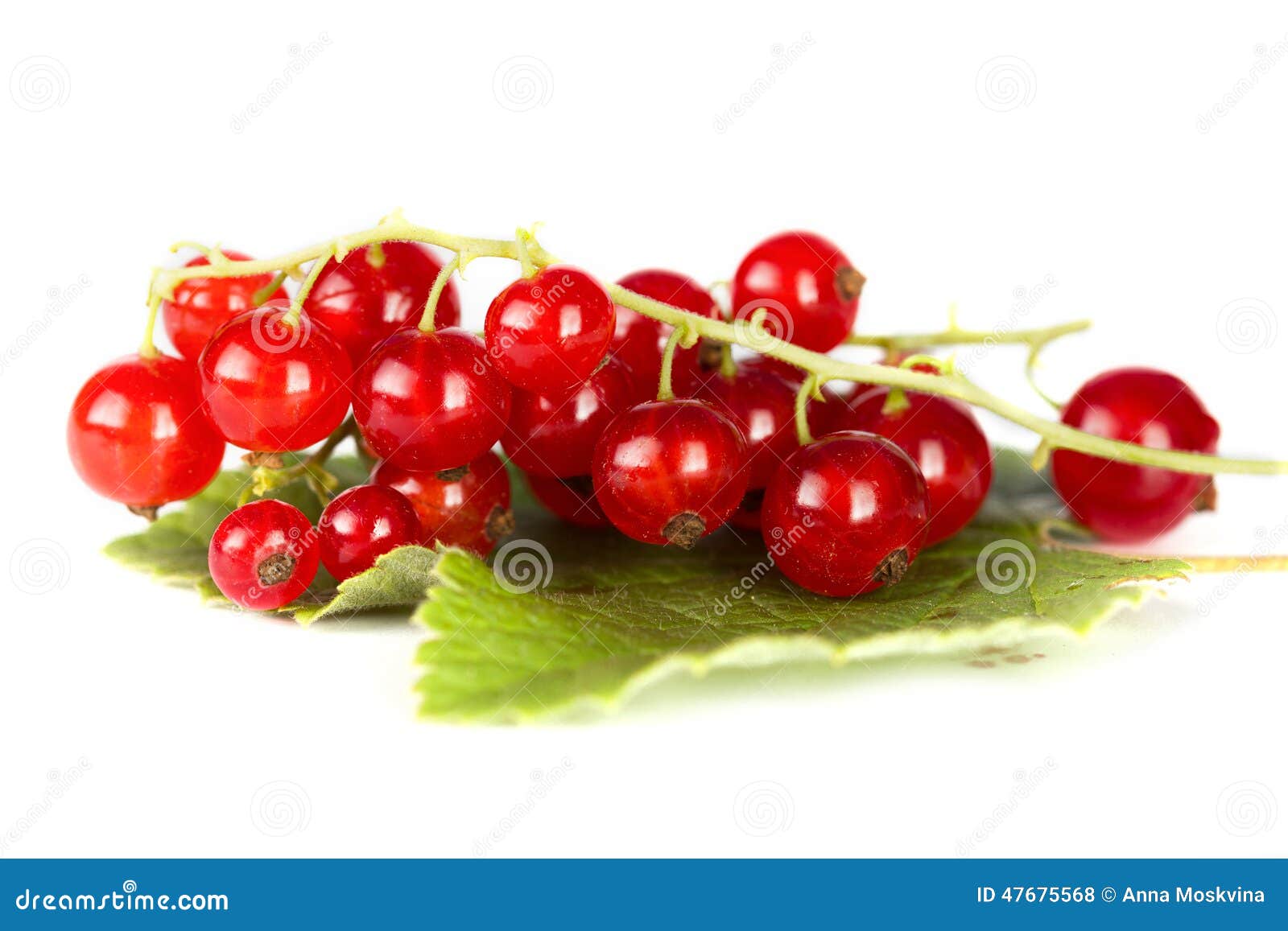 Red current stock photo. Image of gardening, fresh, branch - 47675568