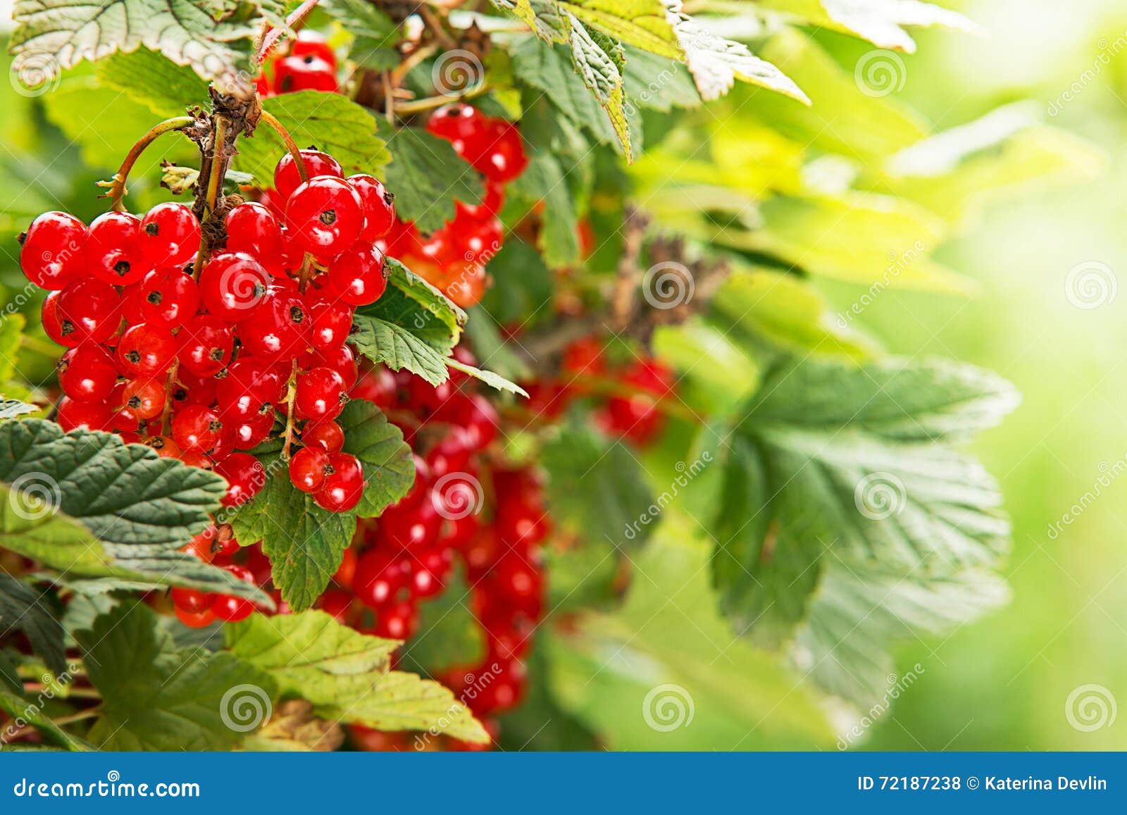 Red current in the garden stock photo. Image of foliage - 72187238