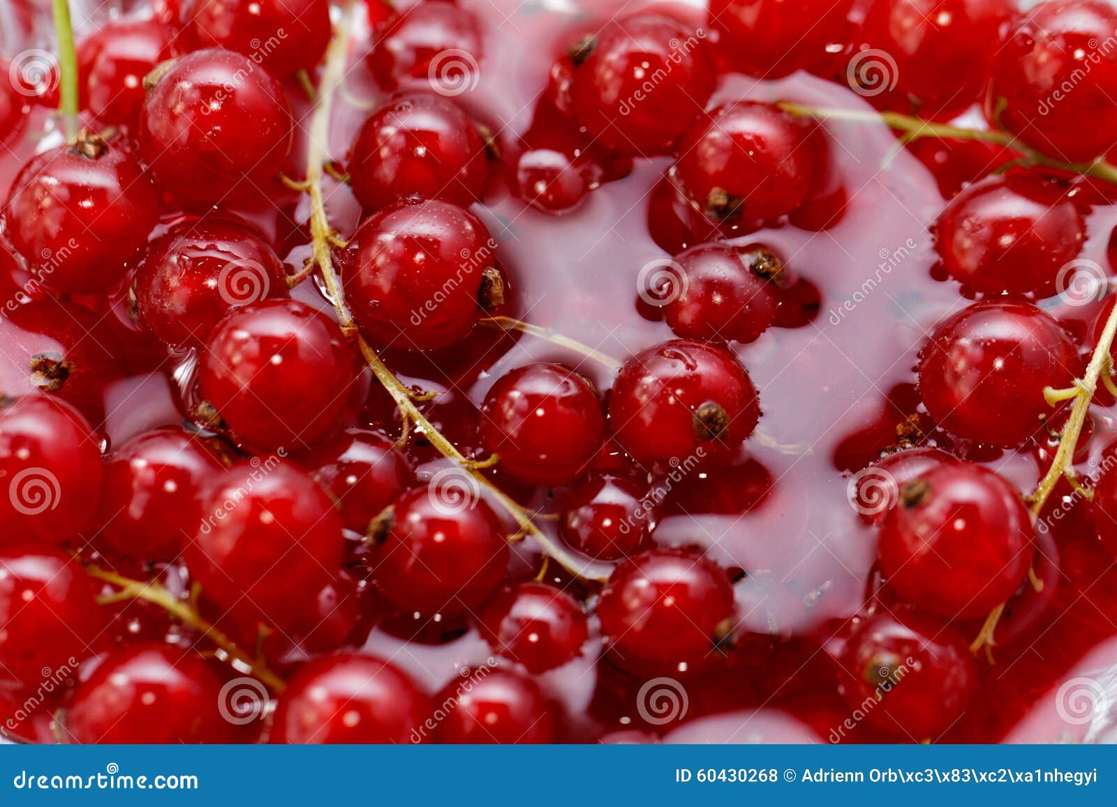 Red current stock photo. Image of fresh, black, healthy - 60430268