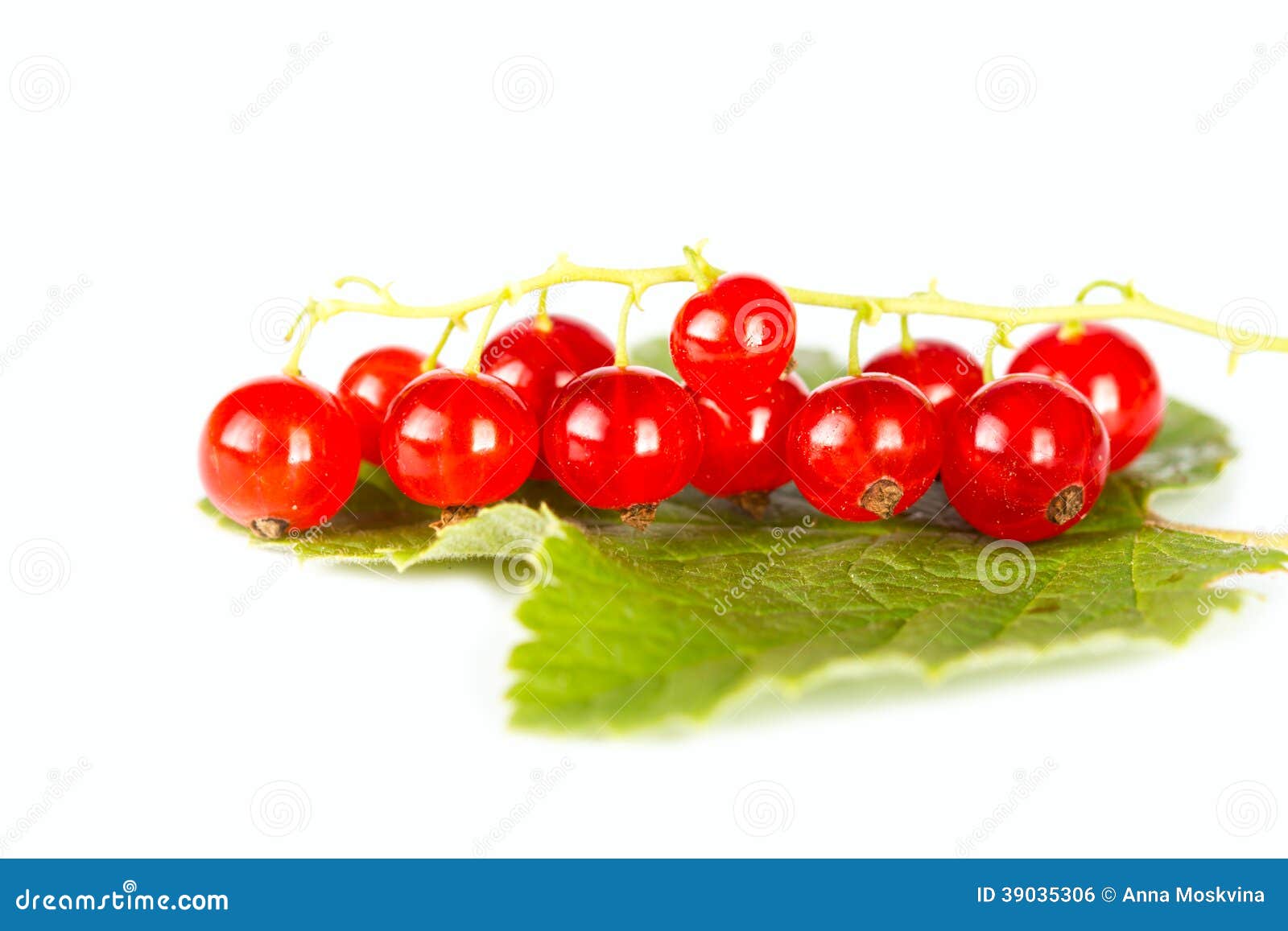 Red current stock photo. Image of macro, leaf, juicy - 39035306