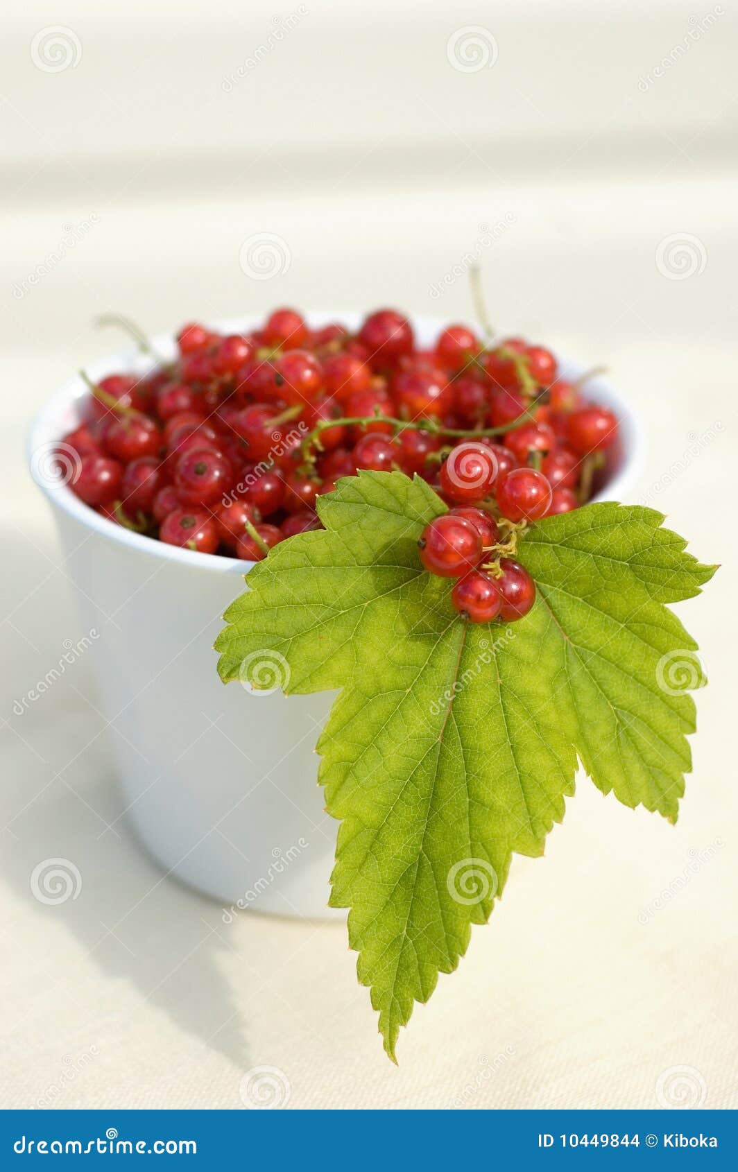 Red currents stock photo. Image of berry, freshness, outdoors - 10449844