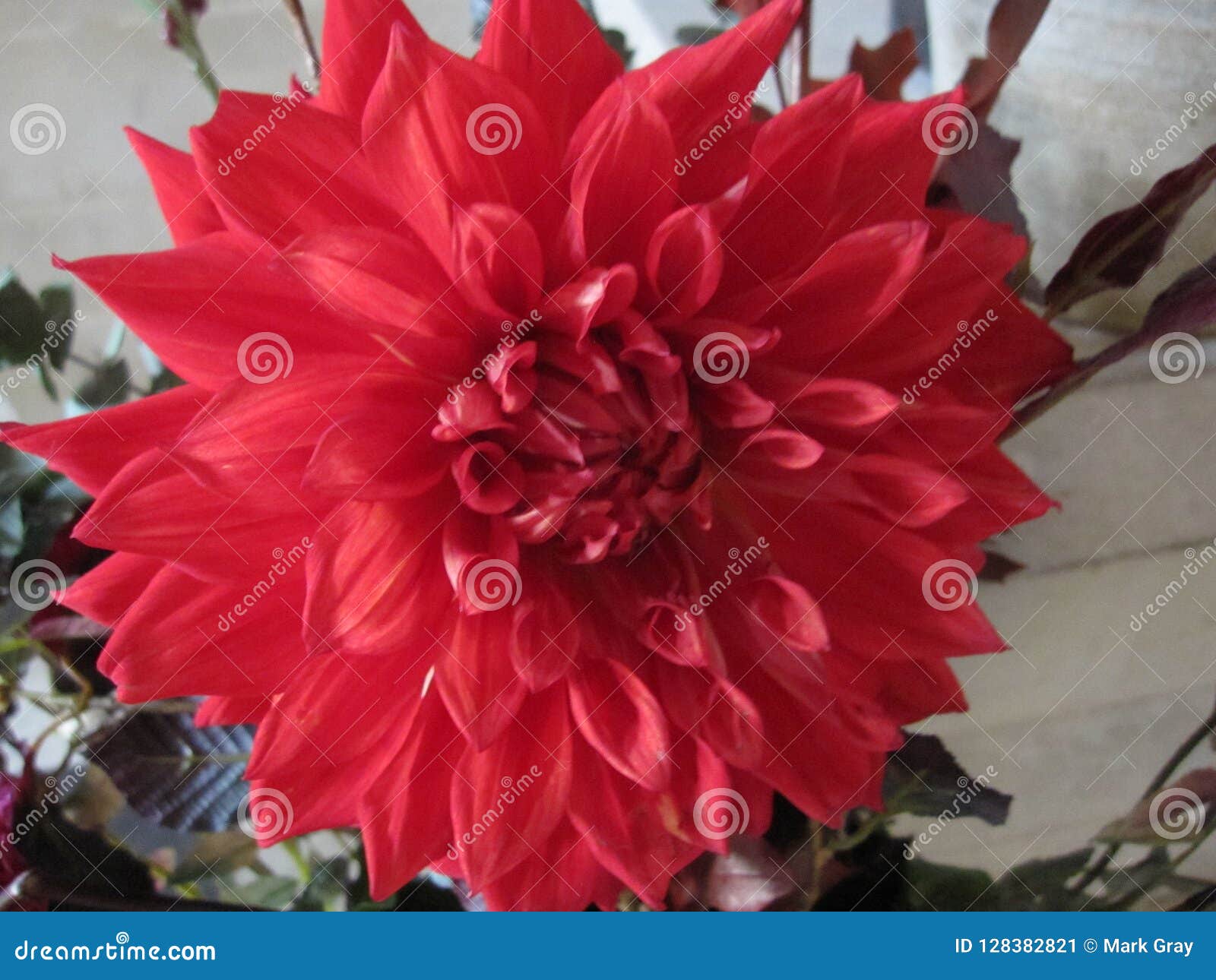 Red Beauty stock image. Image of flower, floral, beauty - 128382821