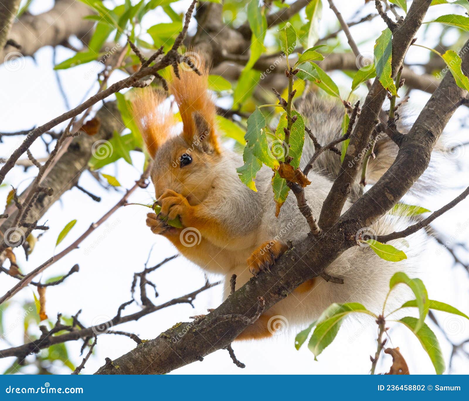 Red Cute Squirrel with Long Ears Stock Photo - Image of curious ...