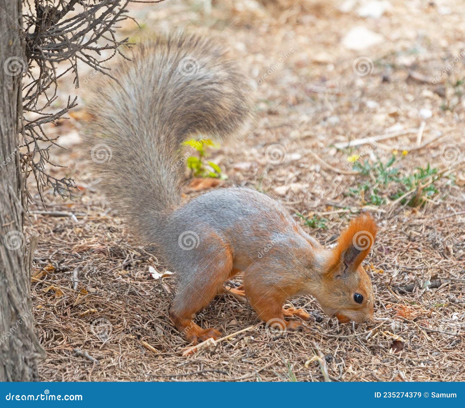 Red Cute Squirrel with Long Ears Stock Image - Image of little ...