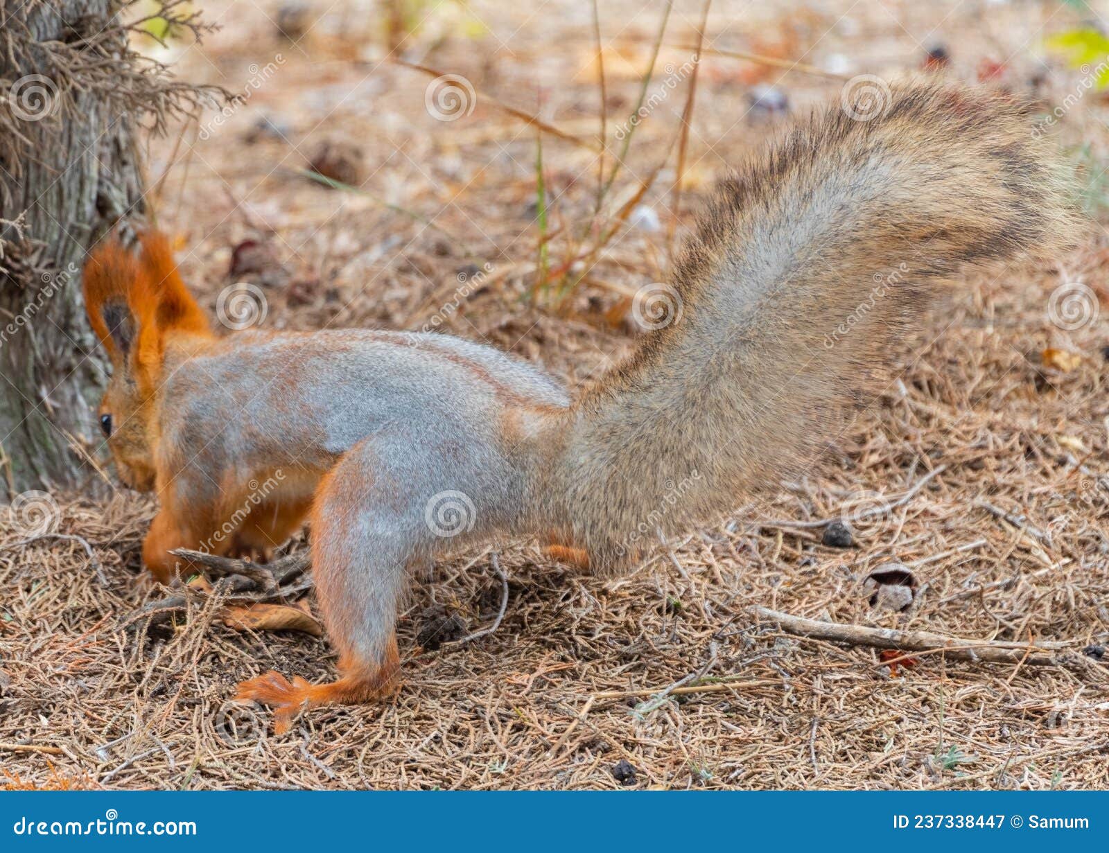 Red Cute Squirrel with Long Ears Stock Image - Image of animal, fluffy ...