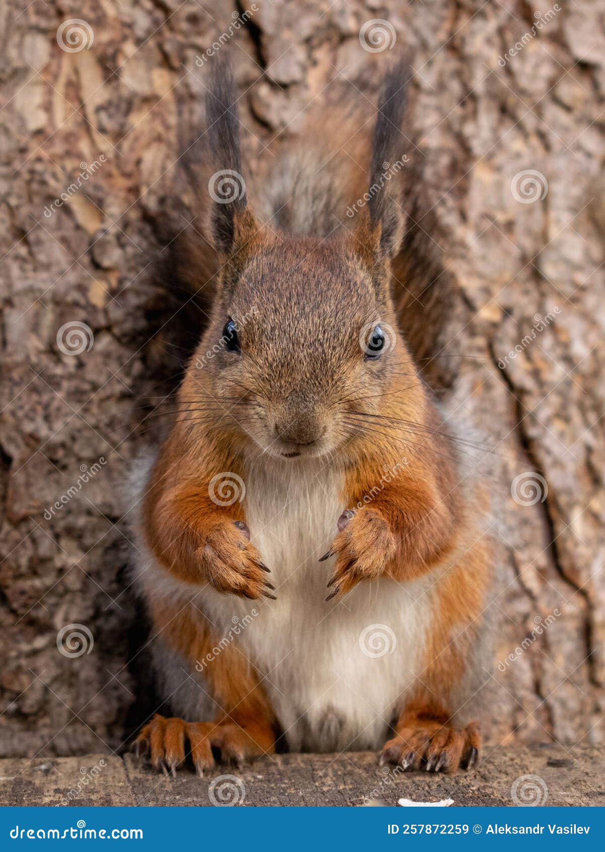 Red Squirrel Posing. Squirrel Portrait. Stock Image - Image of whiskers, wildlife: 257872259
