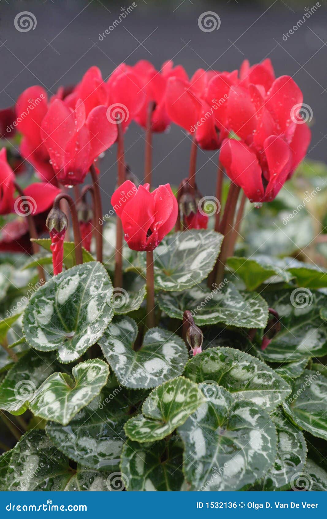Red cyclamen stock photo. Image of violet, garden, variegated - 1532136
