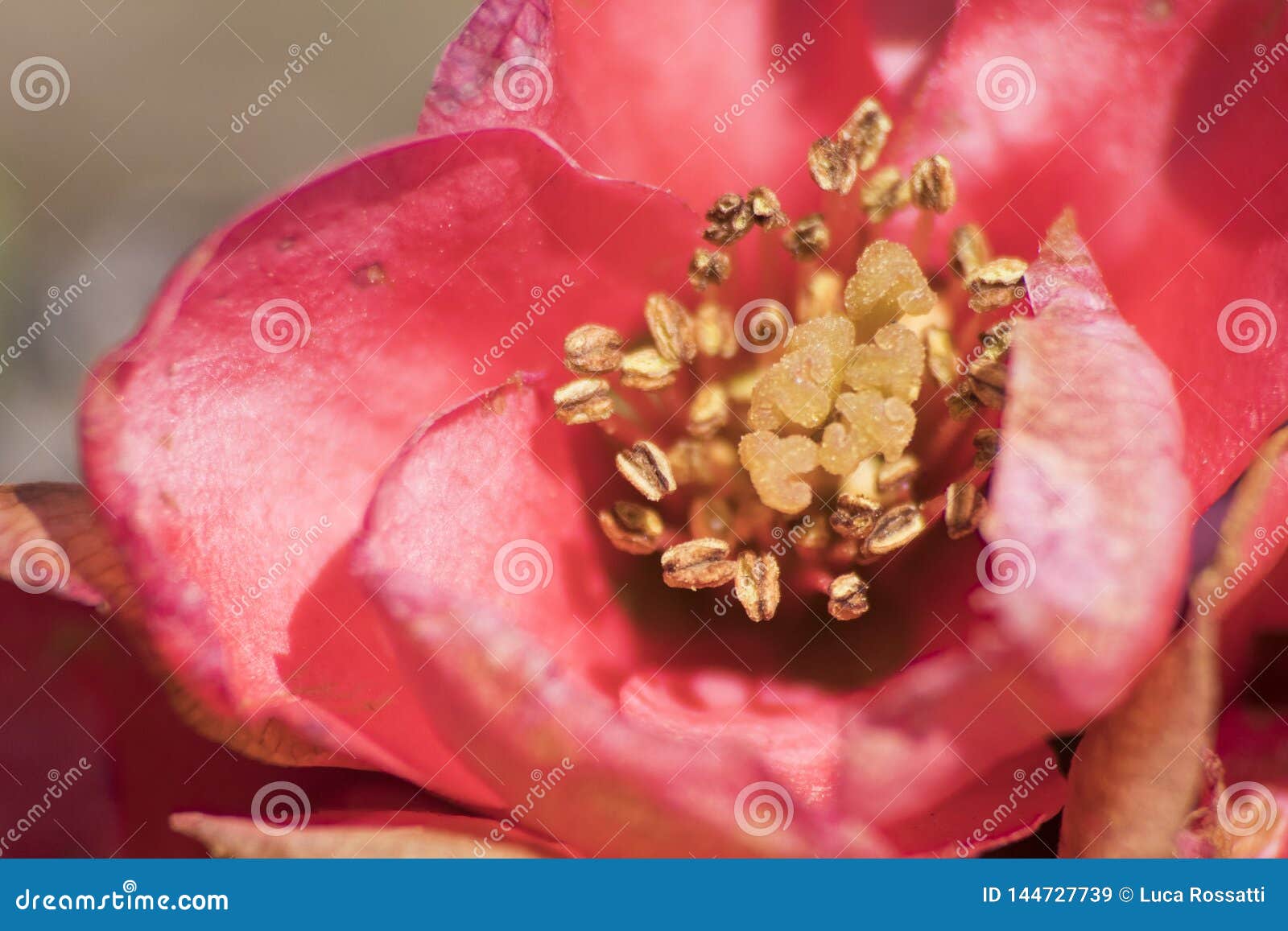 Red Cydonia Flowers Full of Details Stock Image - Image of blooming ...