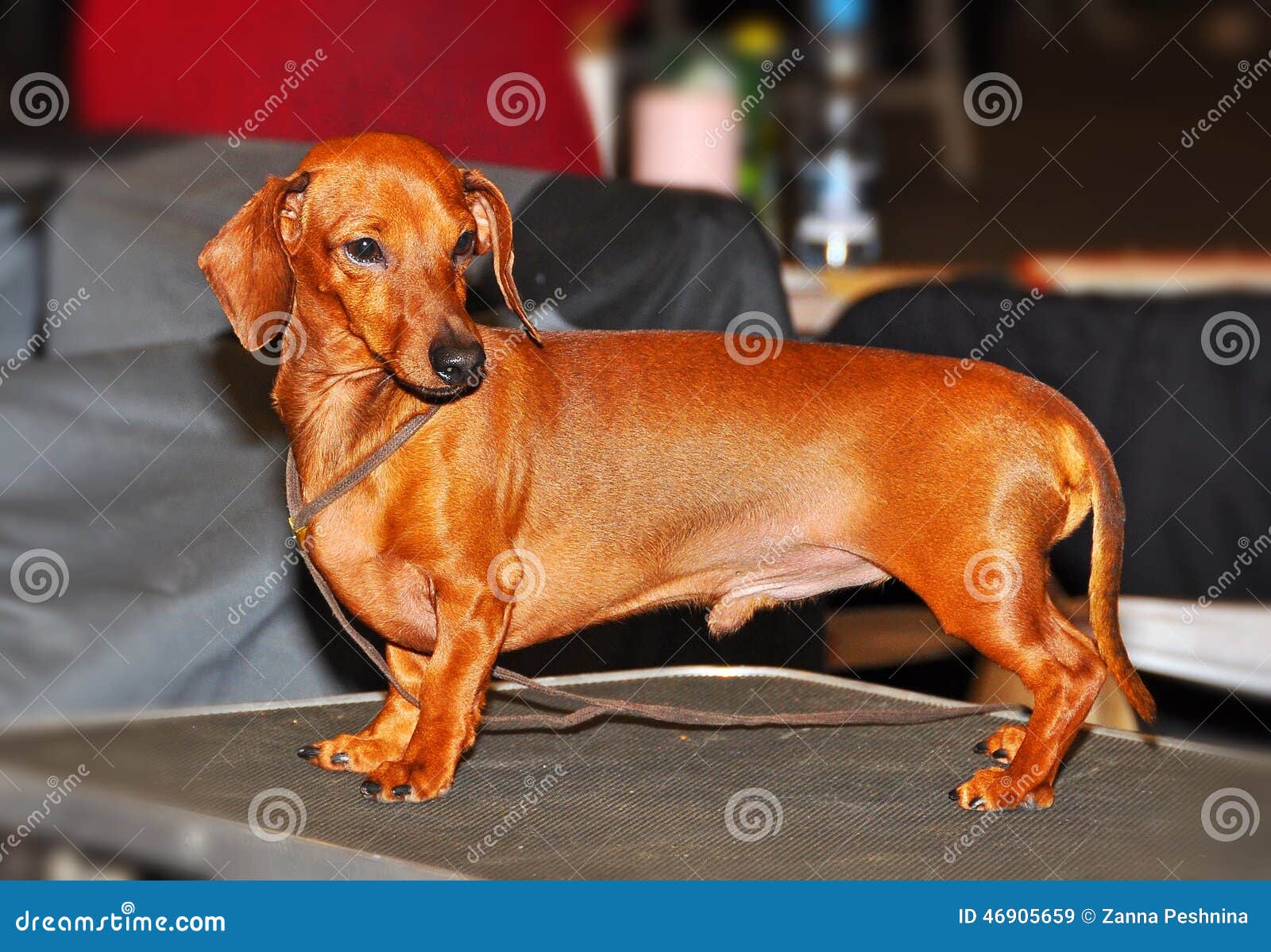 Red dachshund dog stock image. Image of color, nursery - 46905659