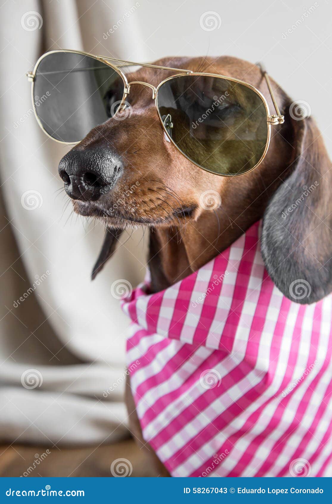 Red Dachshund Dog on Wooden Table Stock Image - Image of humor, blue ...