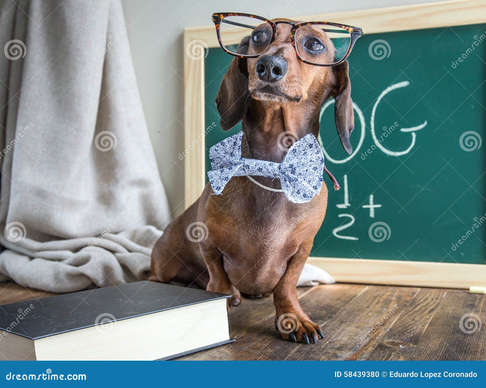 Red Dachshund Dog on Wooden Table Stock Photo - Image of flare, doggy ...