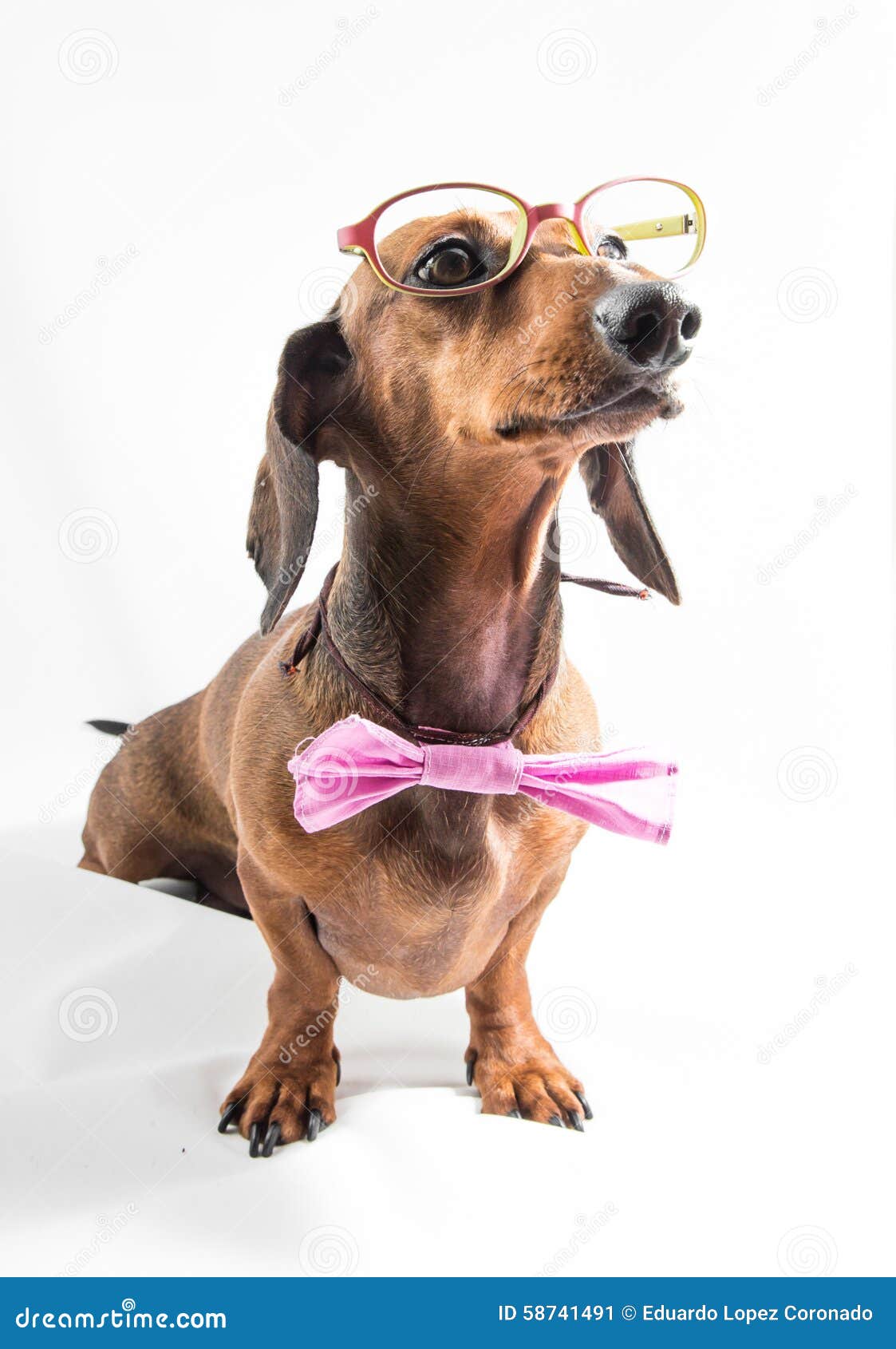 Red Dachshund Dog on Wooden Table Stock Image - Image of flip ...