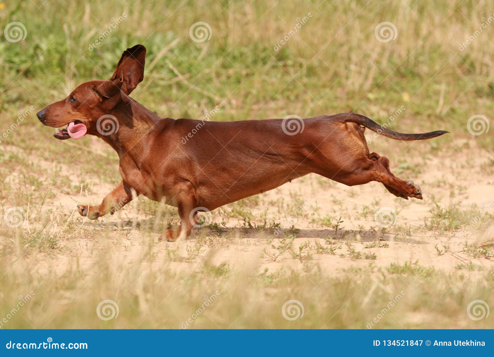 Red Dachshund Running in the Grass Stock Image - Image of ginger ...
