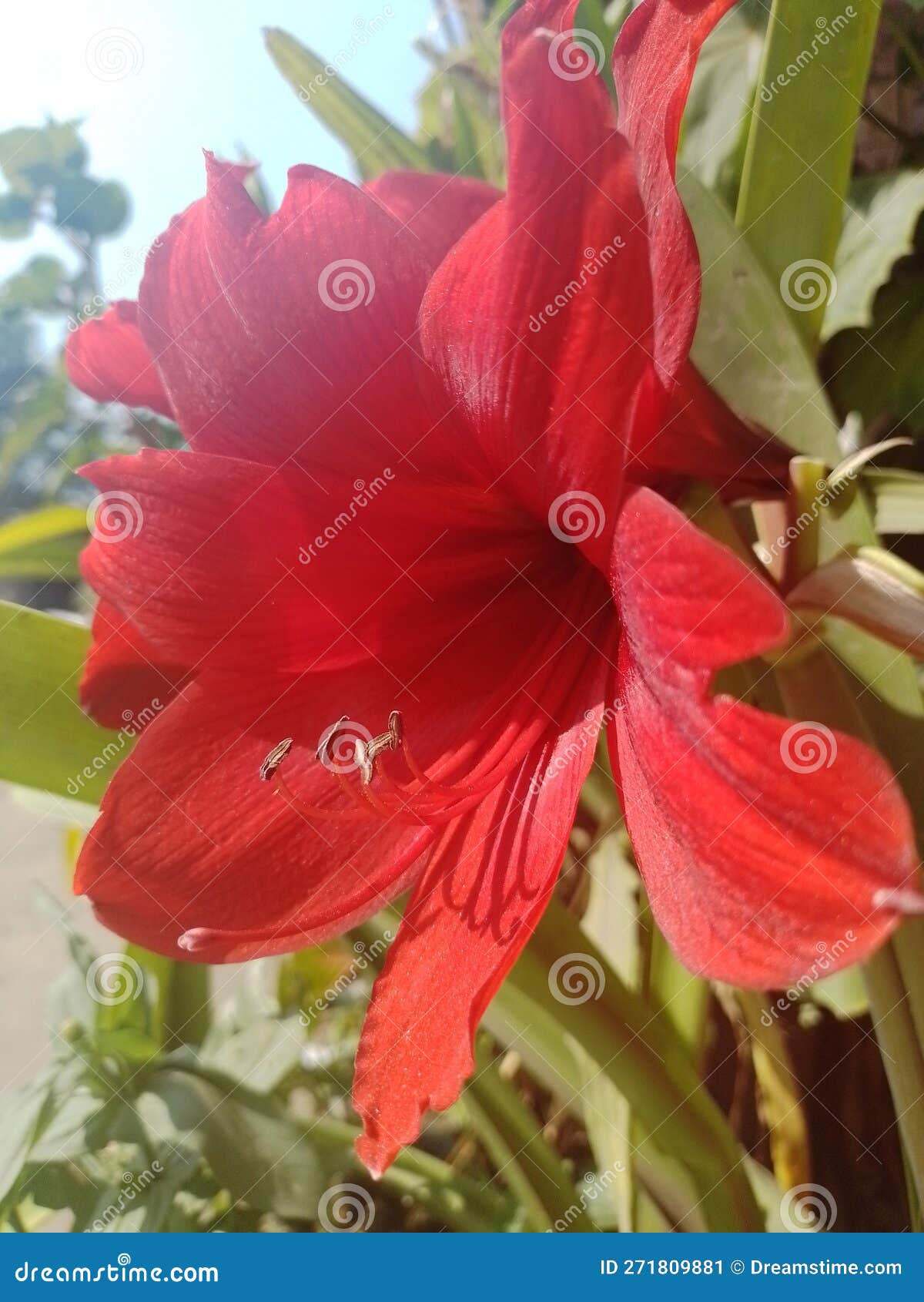 Red Daffodils Bloom in the Yard of the House Stock Image - Image of ...