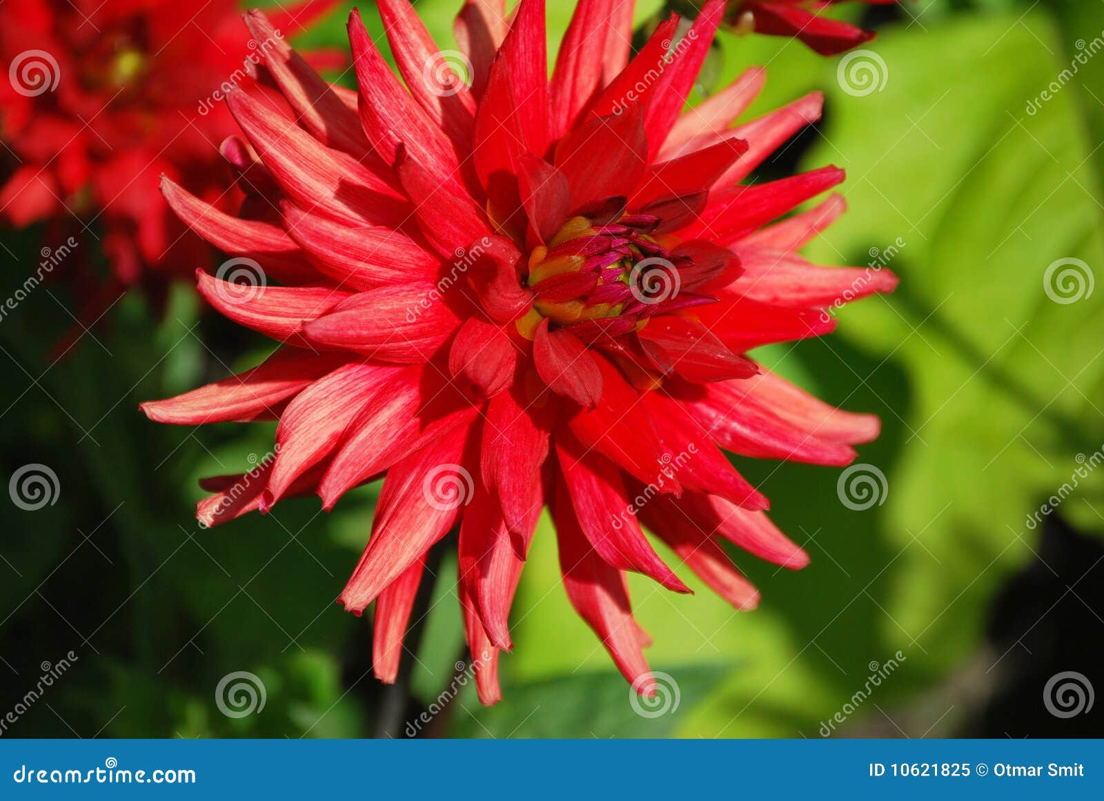Red Dahlia. stock image. Image of dahlia, flower, macro - 10621825