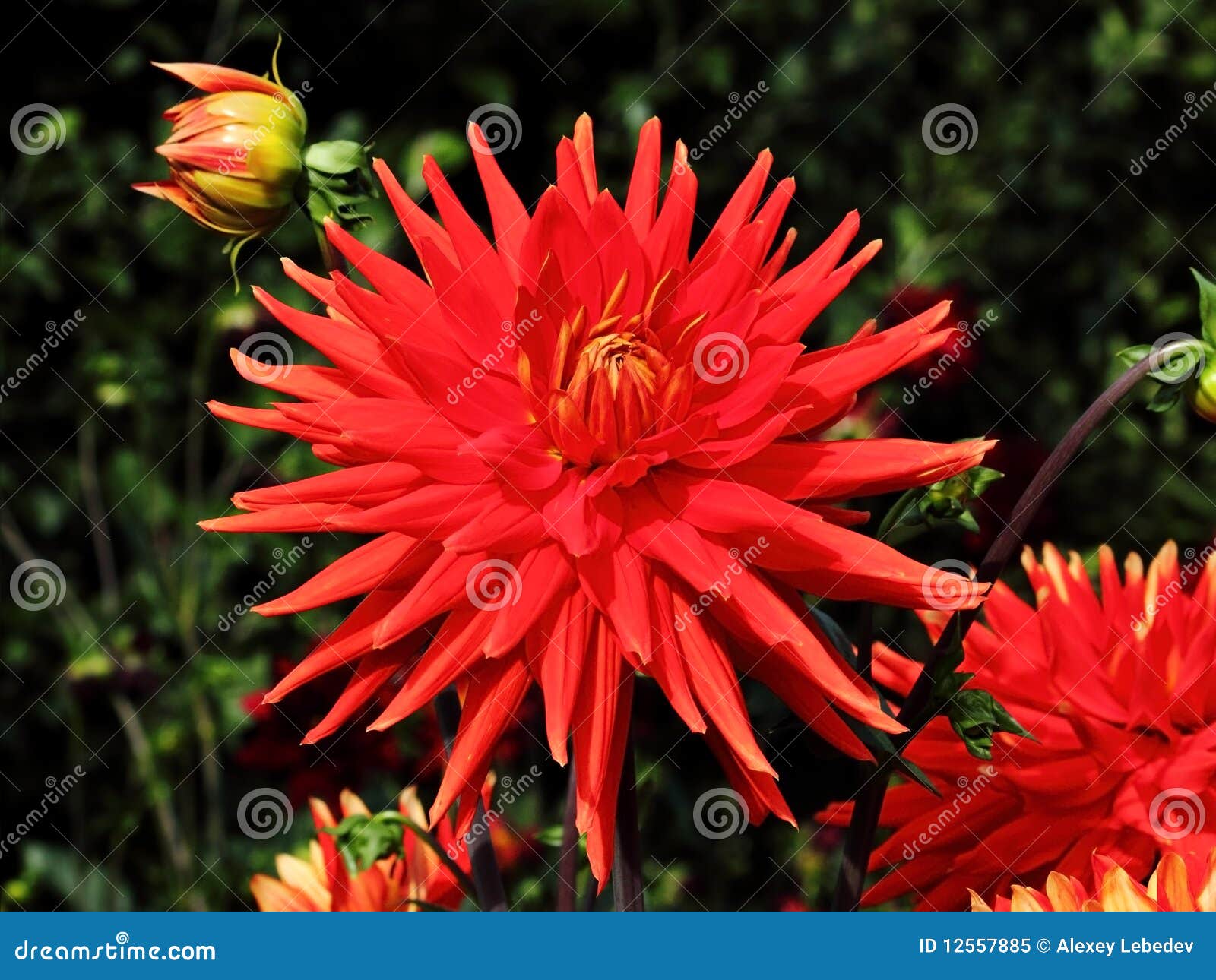 Red Dahlia stock image. Image of color, dahlia, orange - 12557885