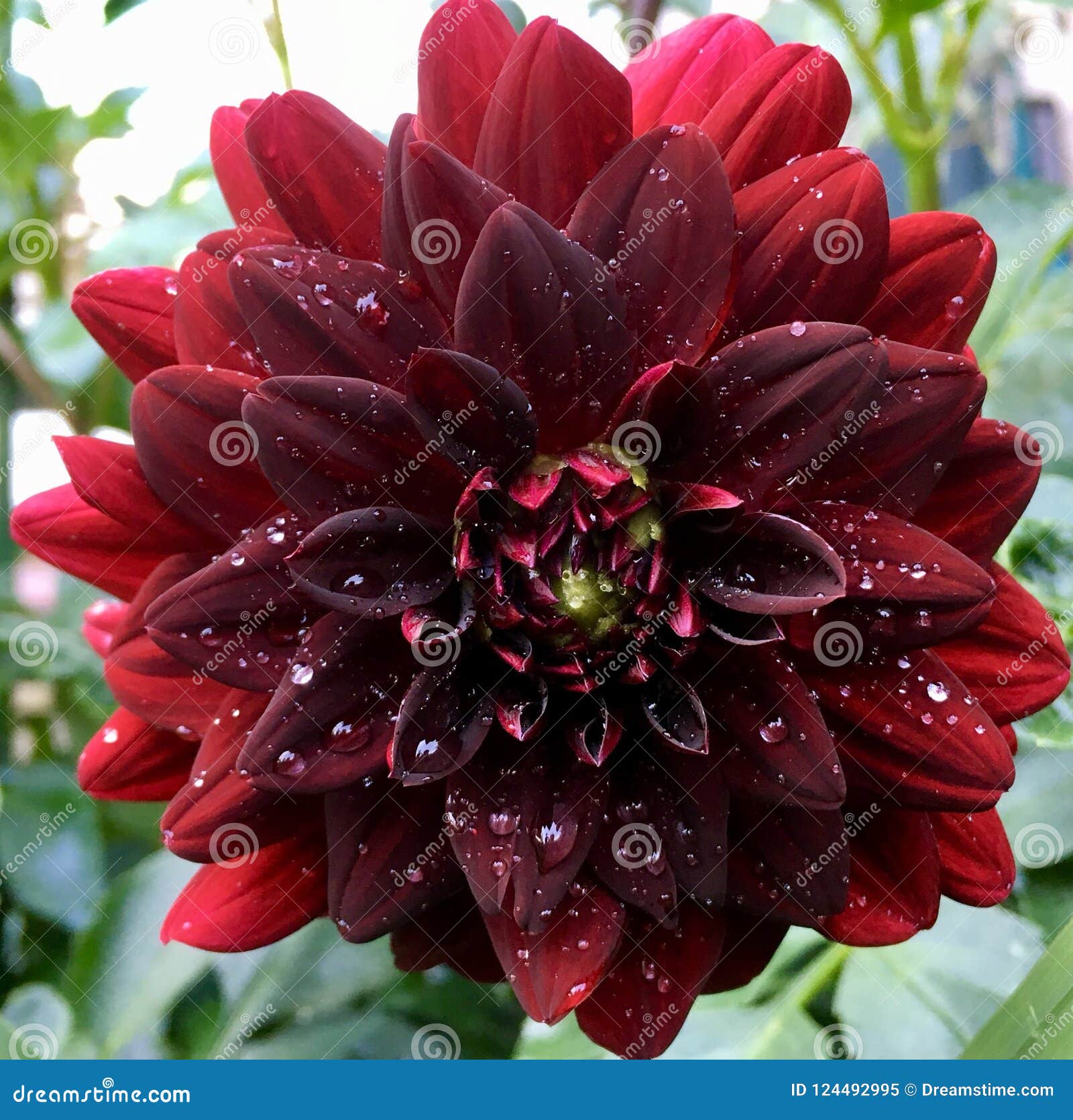 Red dahlia stock image. Image of garden, flower, summer - 124492995