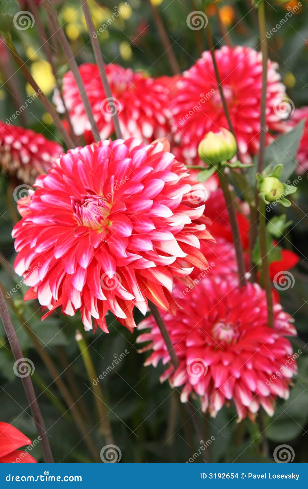Red dahlia flower. stock photo. Image of garden, detail - 3192654