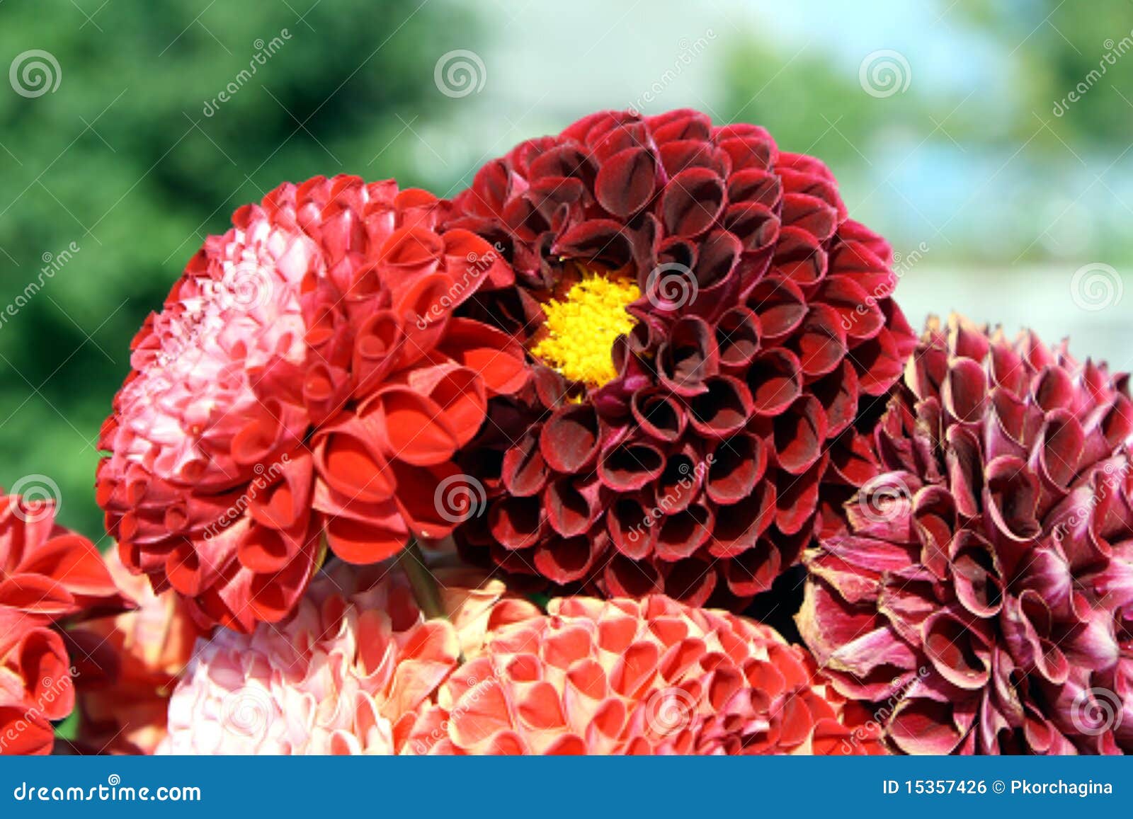 Red dahlia flowers stock photo. Image of bouquet, georgina - 15357426