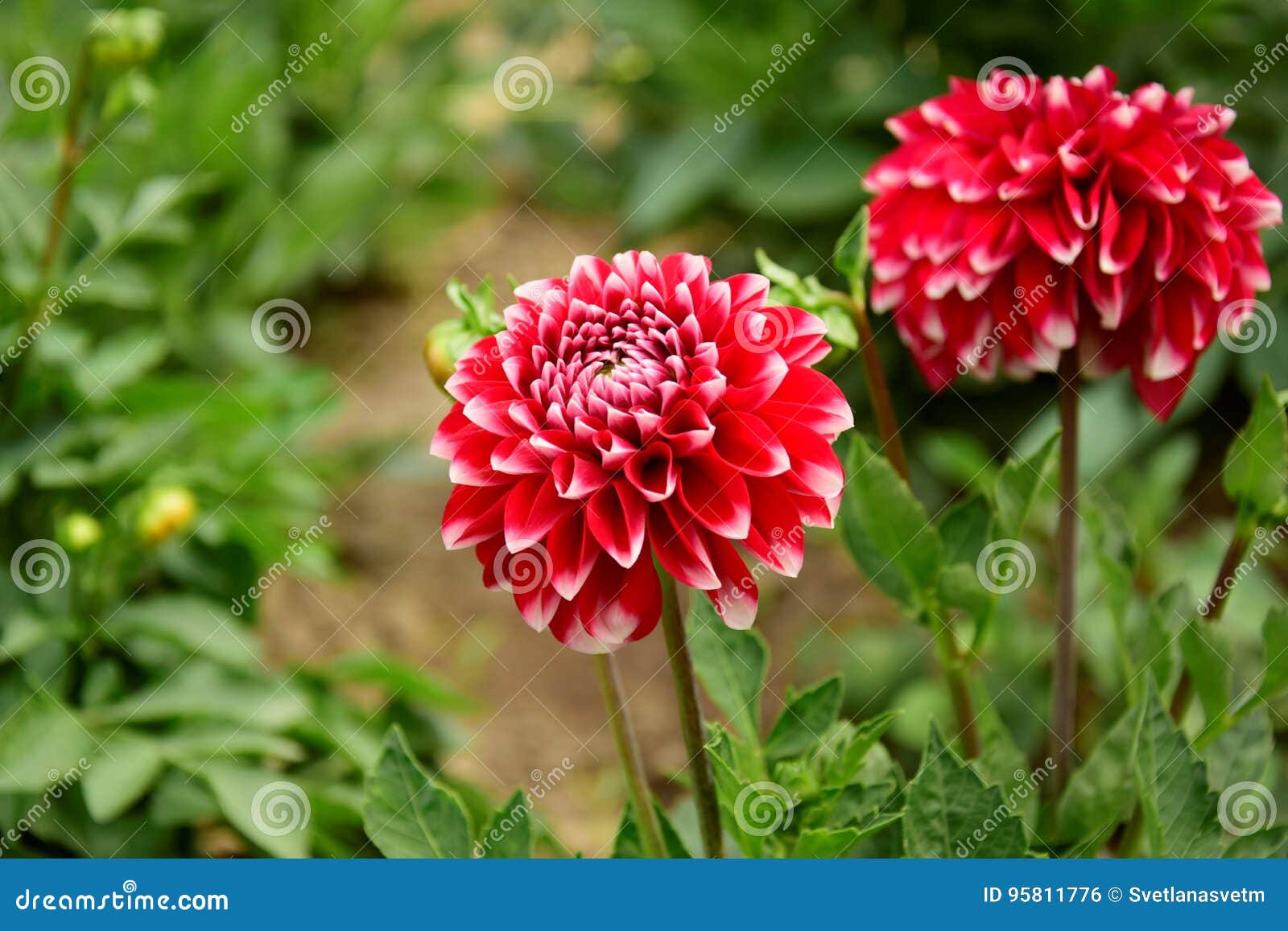 The red dahlia stock photo. Image of outdoor, nature - 95811776