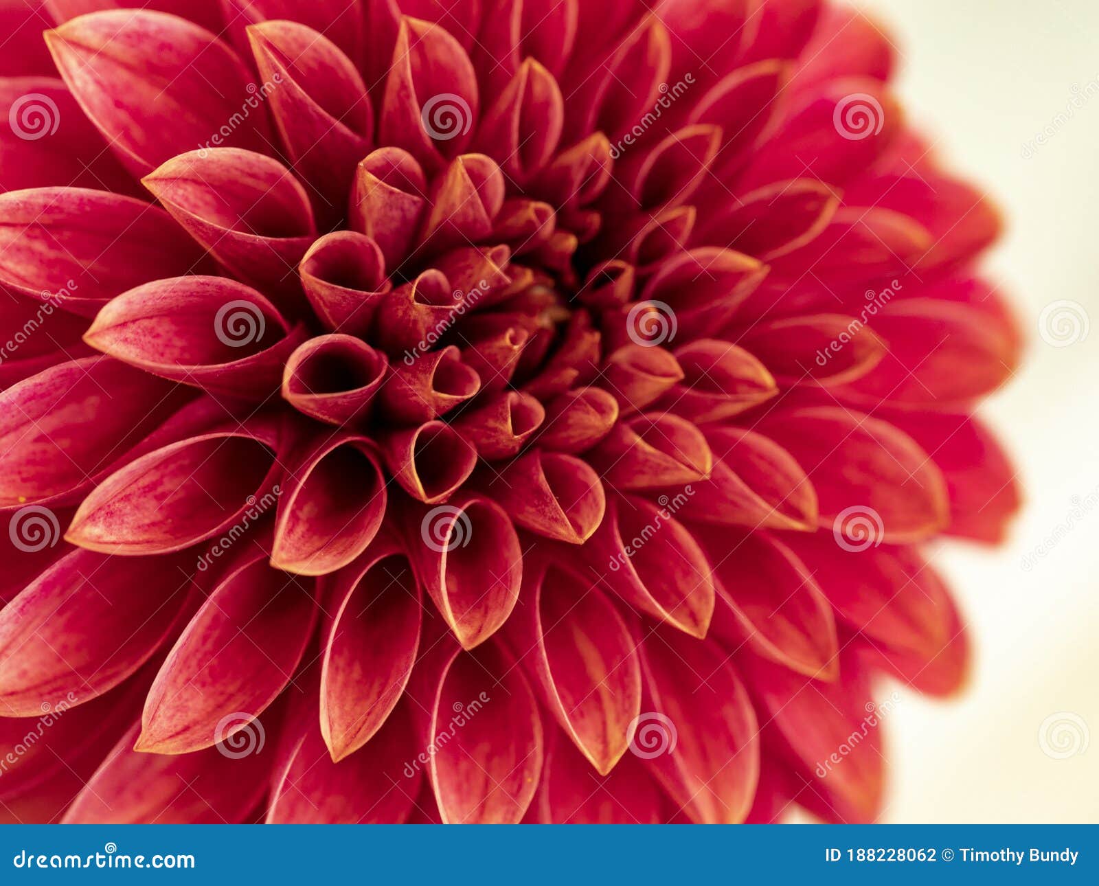 Red Pom Pom Dahlia Up Close Stock Photo - Image of beauty, exhibit ...